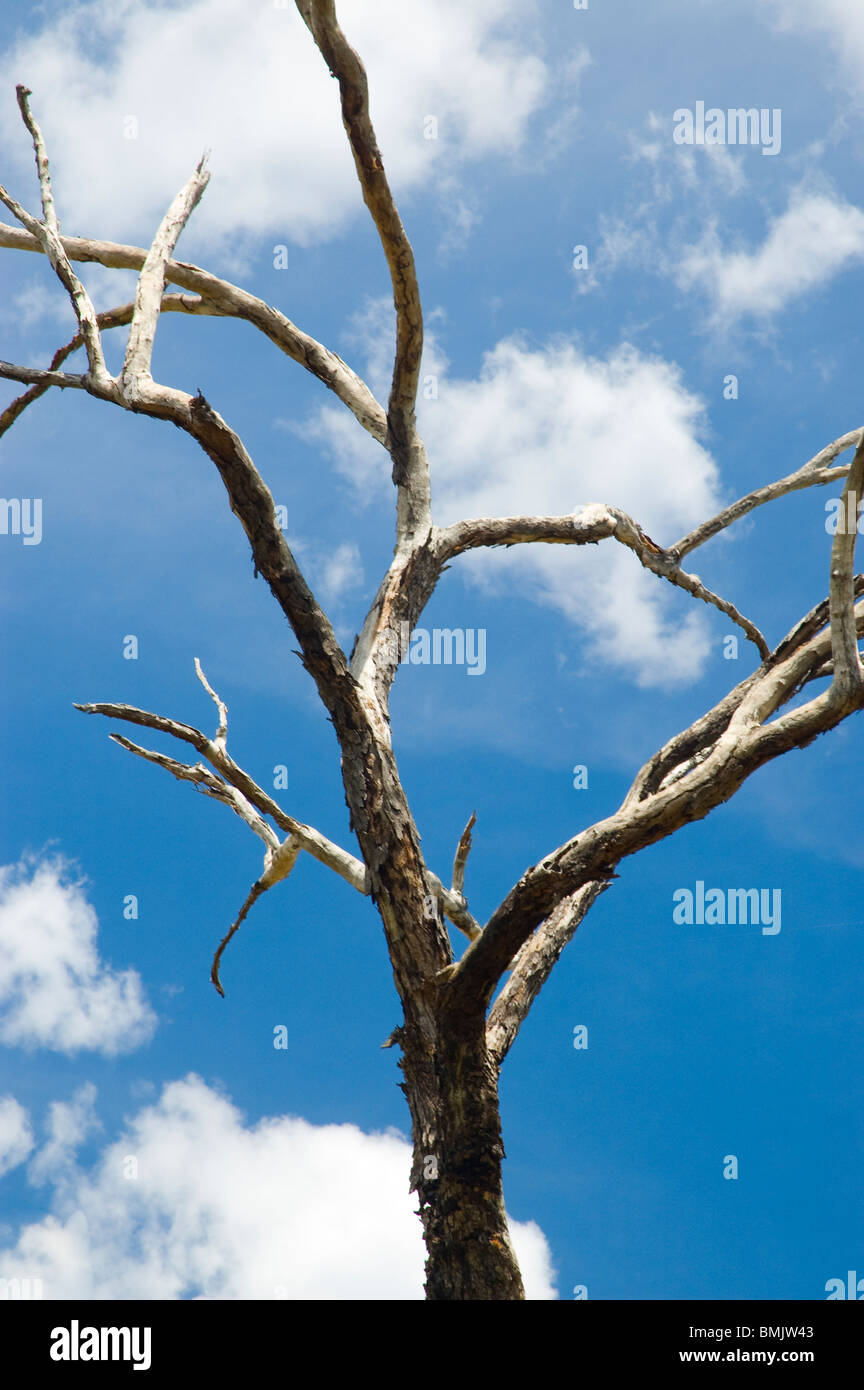 Dead Gum Tree High Resolution Stock Photography and Images - Alamy