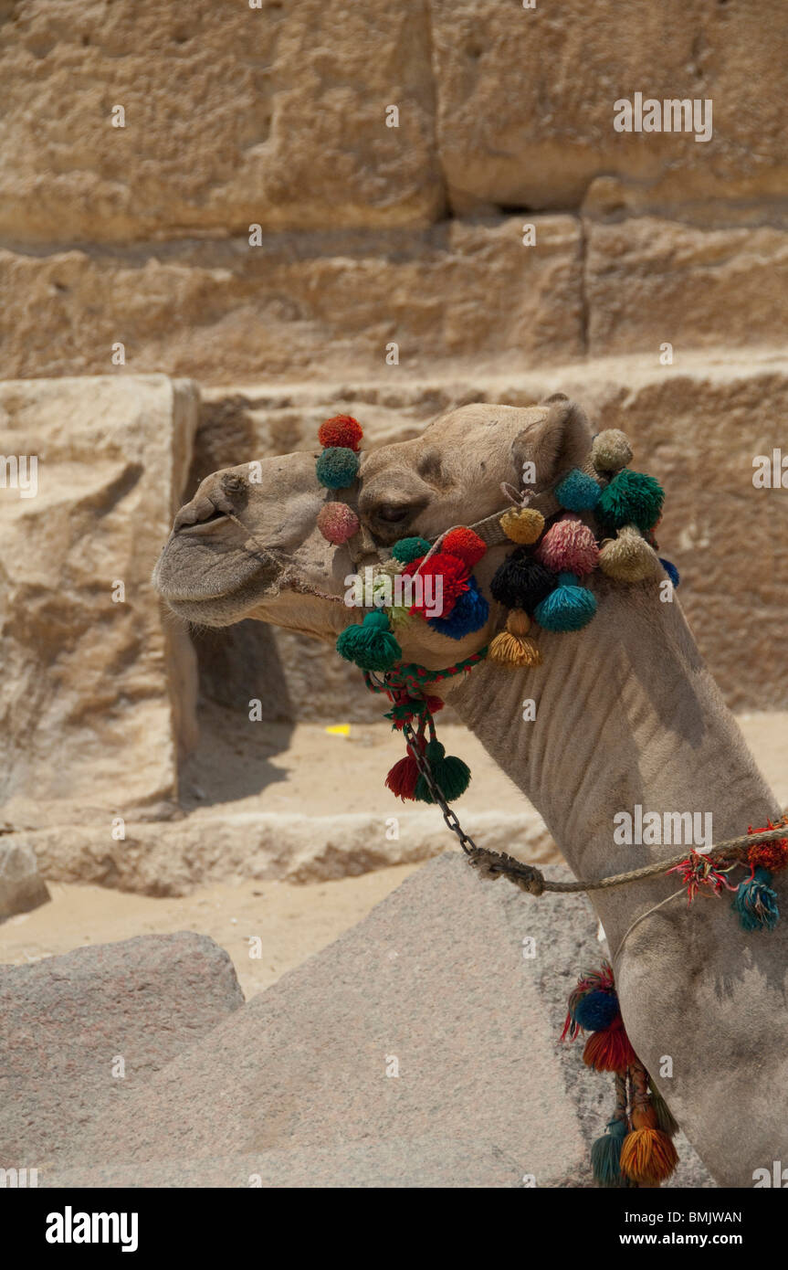 Close up great pyramid giza hi-res stock photography and images - Alamy