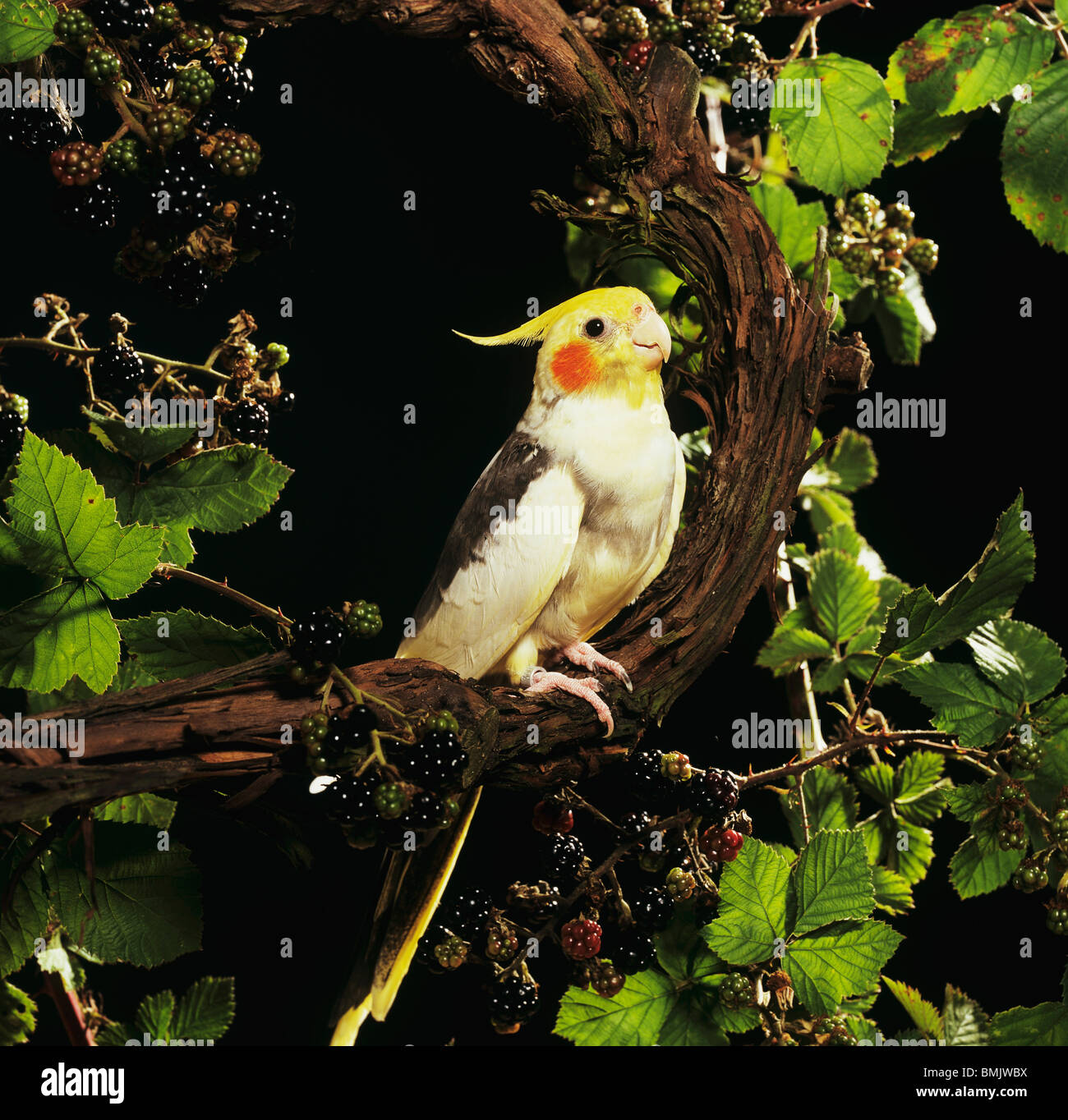 Cockatiel on a branch between blackberries / Nymphicus hollandicus ...