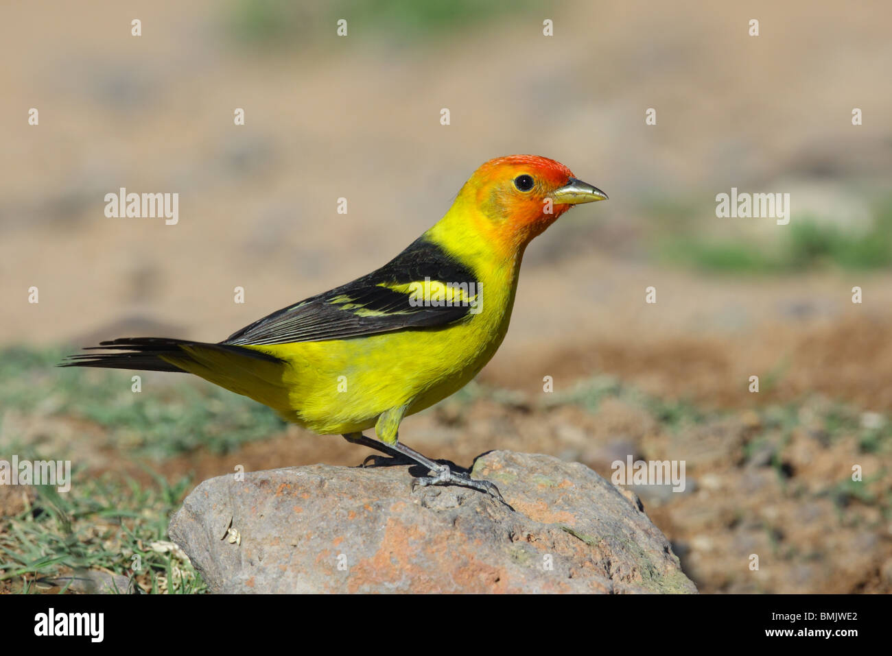 Western Tanager Male Stock Photo - Alamy