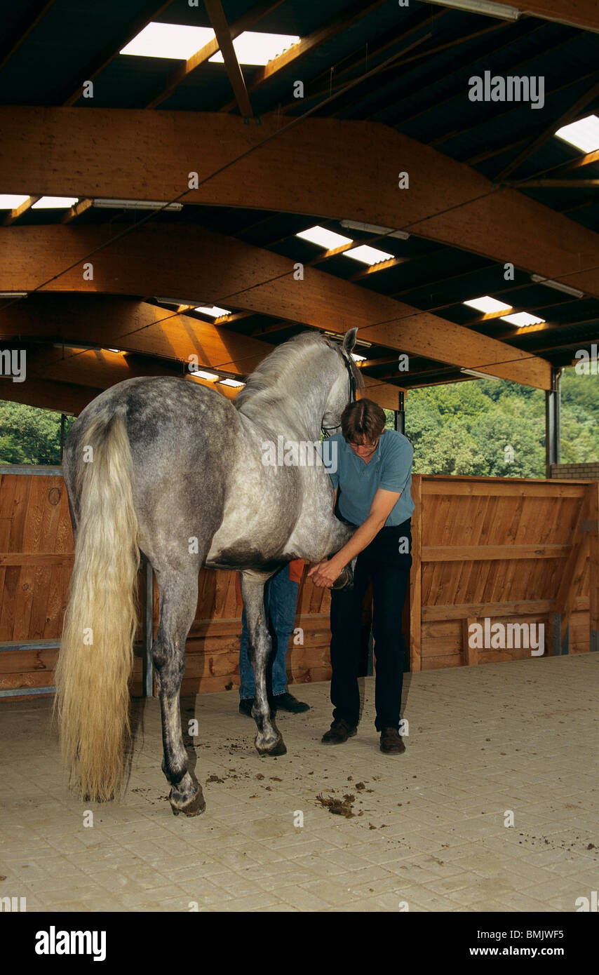 veterinary checking a horse - bending a leg Stock Photo - Alamy