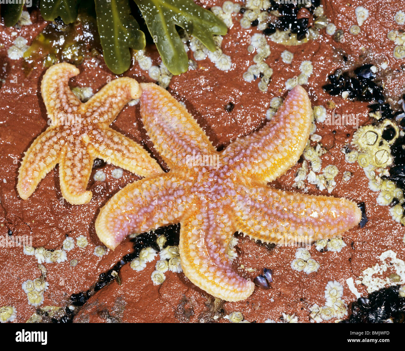 Common sea stars hi-res stock photography and images - Alamy