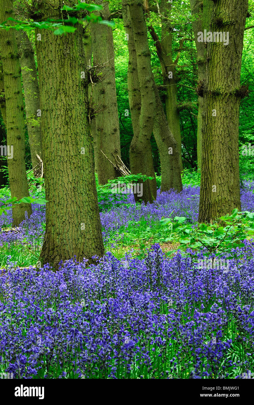 Bluebells in Hagbourne Copse, Swindon, Wiltshire, UK. May 2010 Stock ...