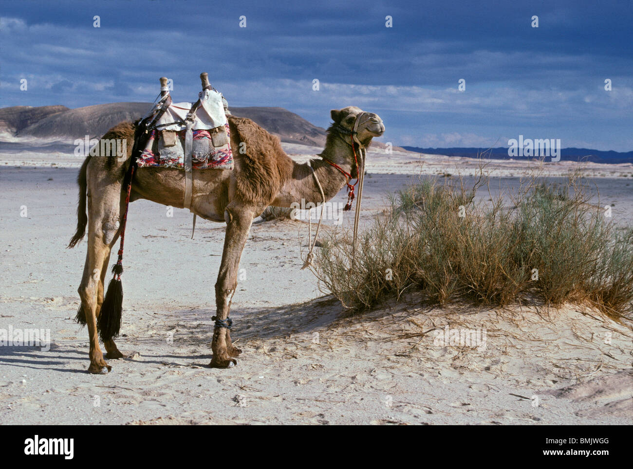 Camel Egypt High Resolution Stock Photography and Images - Alamy