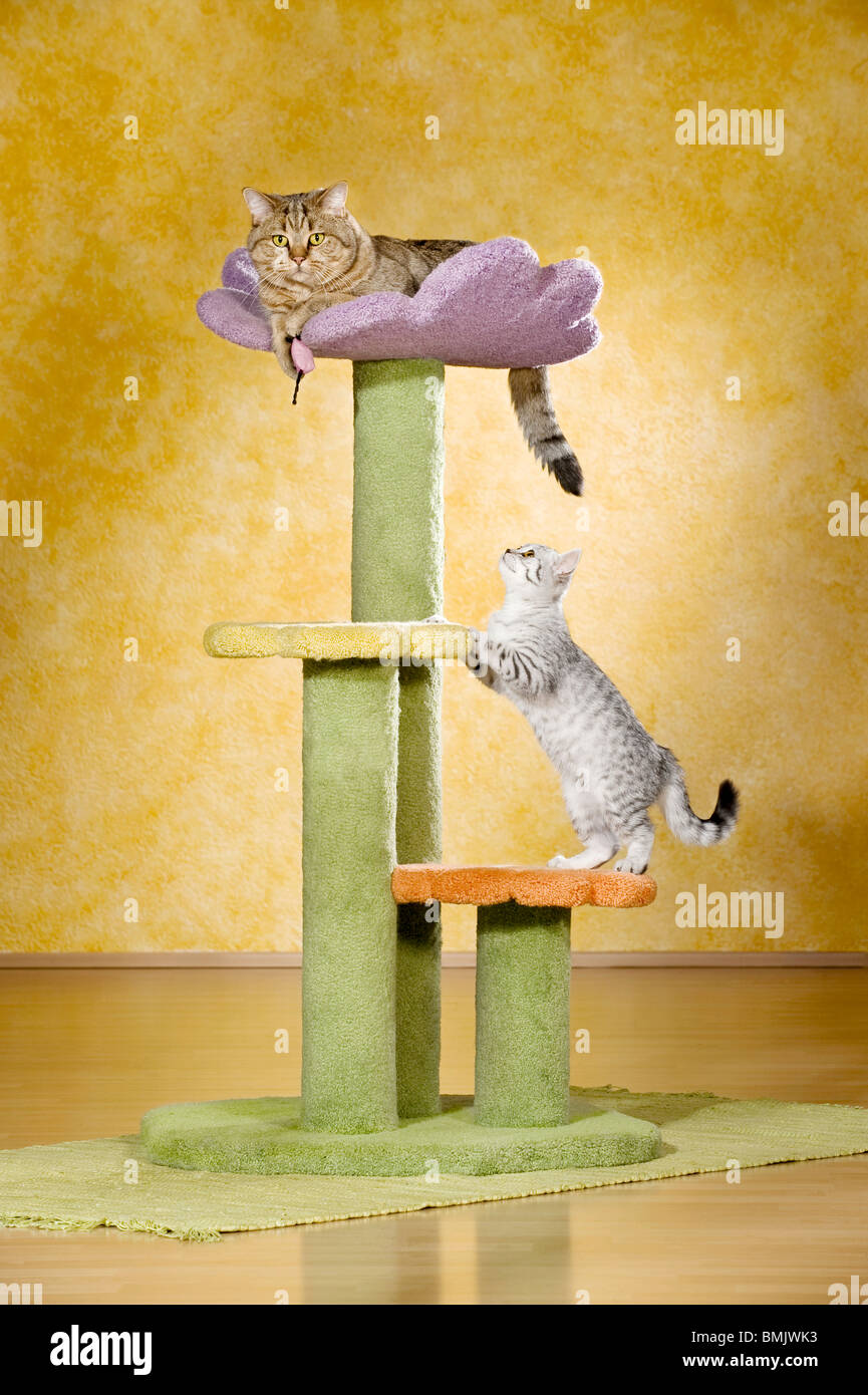 two cats on scratching post Stock Photo - Alamy