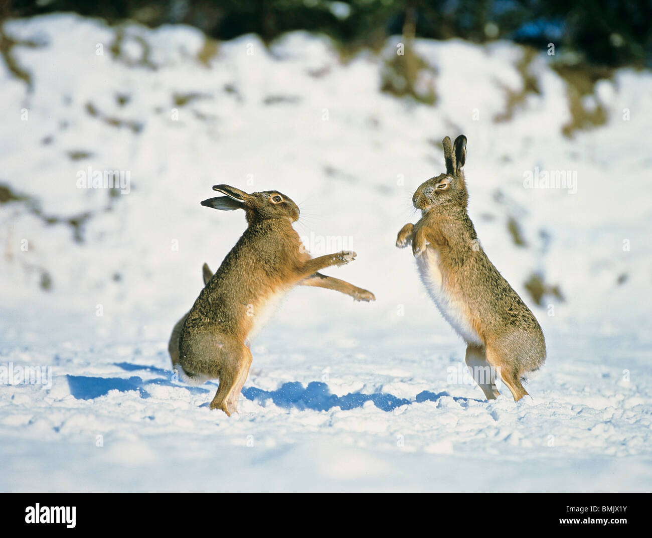two European hares - fighting in the snow / Lepus europaeus Stock Photo ...