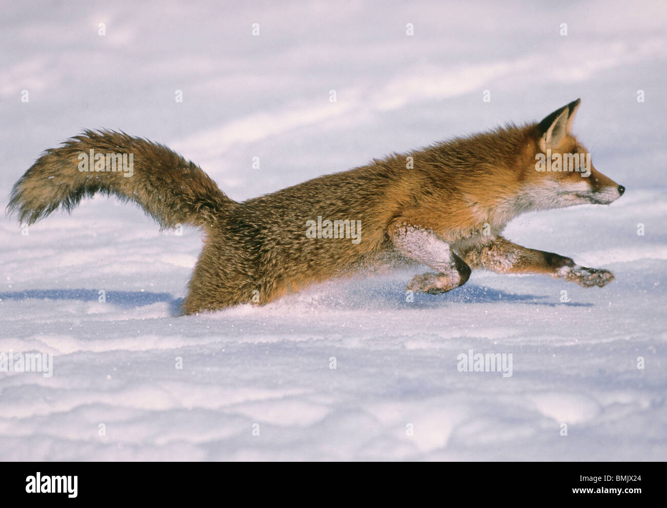 Red Fox - running in the snow / Vulpes Vulpes Stock Photo - Alamy