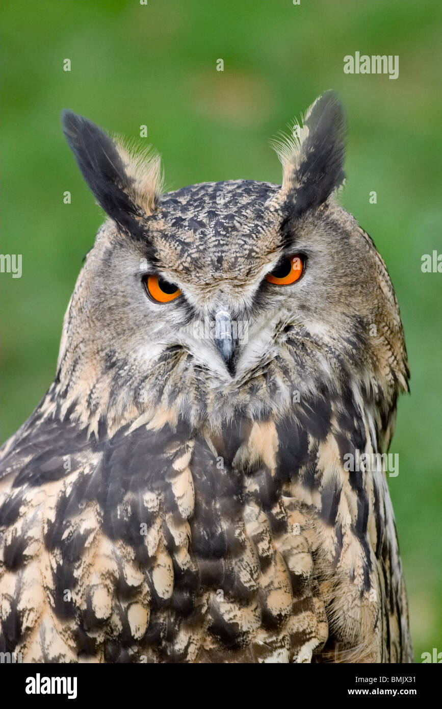 Zoology eurasian eagle owl hi-res stock photography and images - Alamy