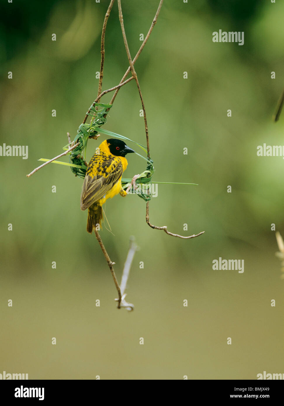 Vitelline masked weaver nest hi-res stock photography and images - Alamy