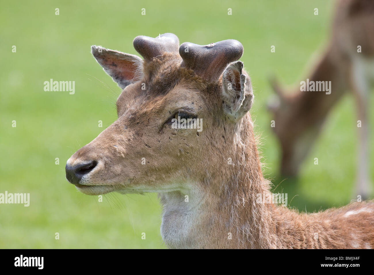 A young stag with his first antler growth Stock Photo - Alamy