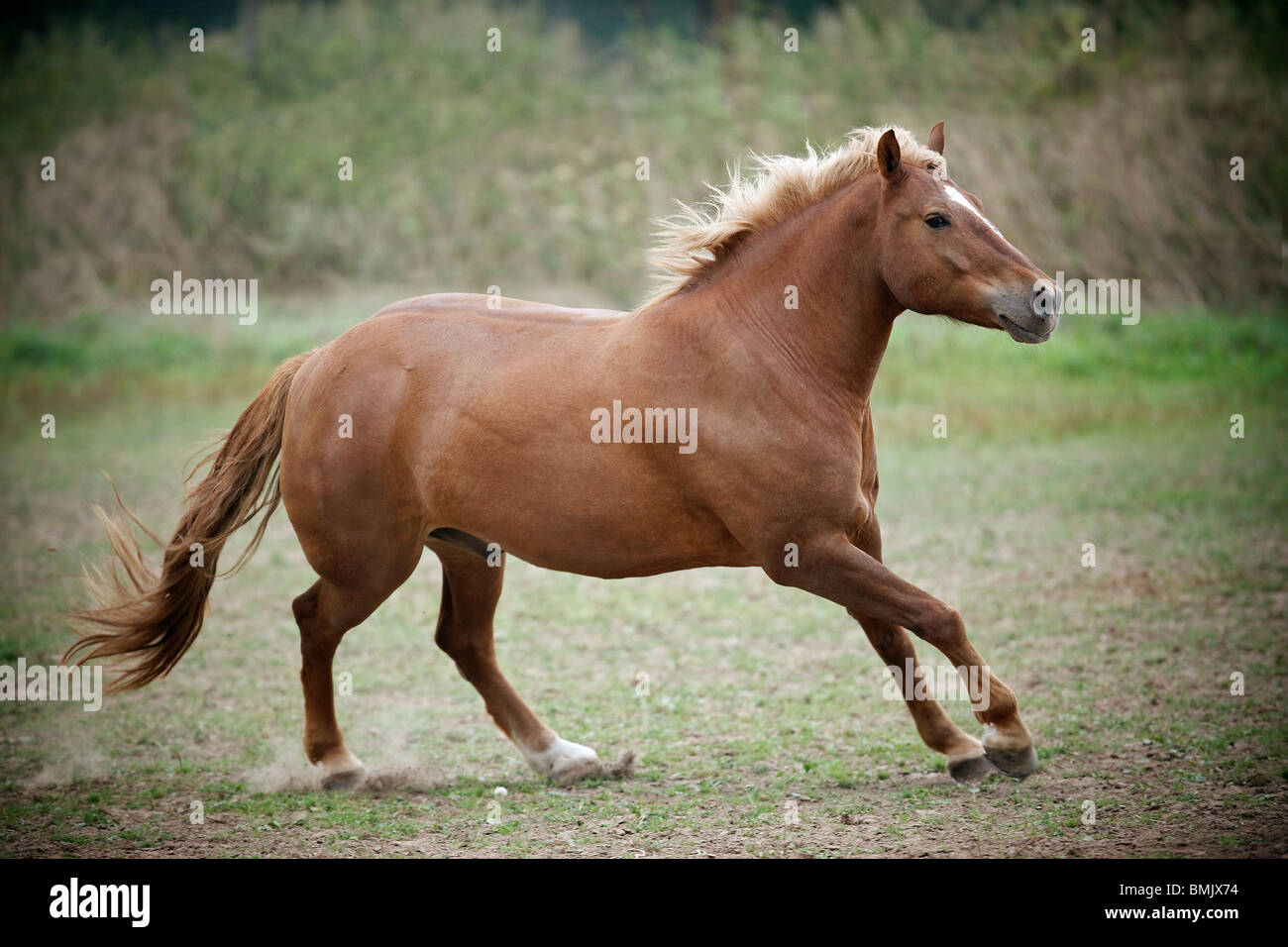 Russian heavy draft horse hi-res stock photography and images - Alamy