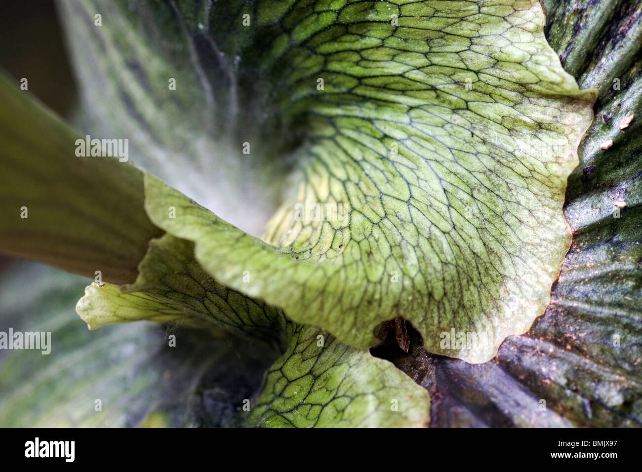A Abstract View of a plant Leaf Stock Photo - Alamy