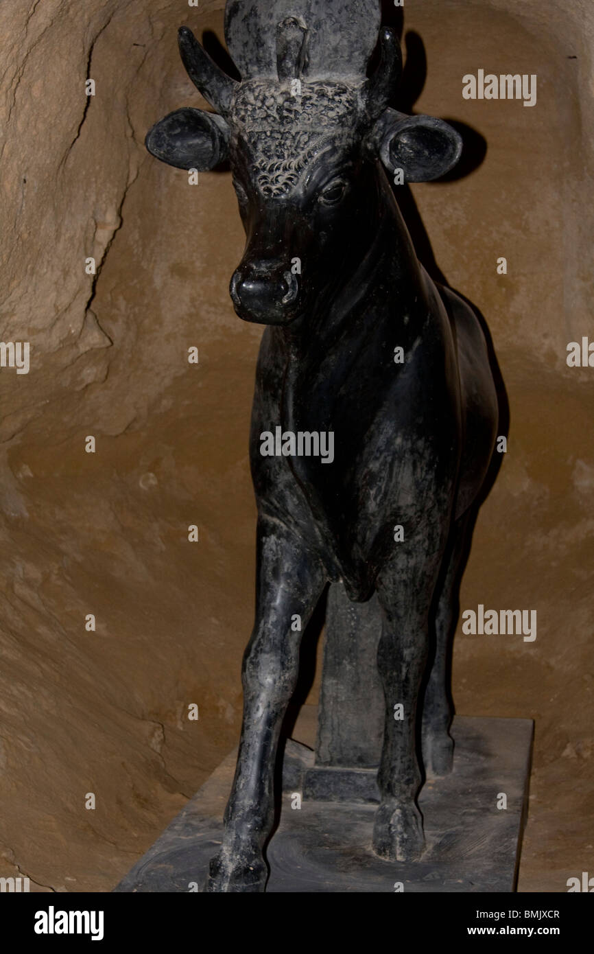 Apis bull hi-res stock photography and images - Alamy