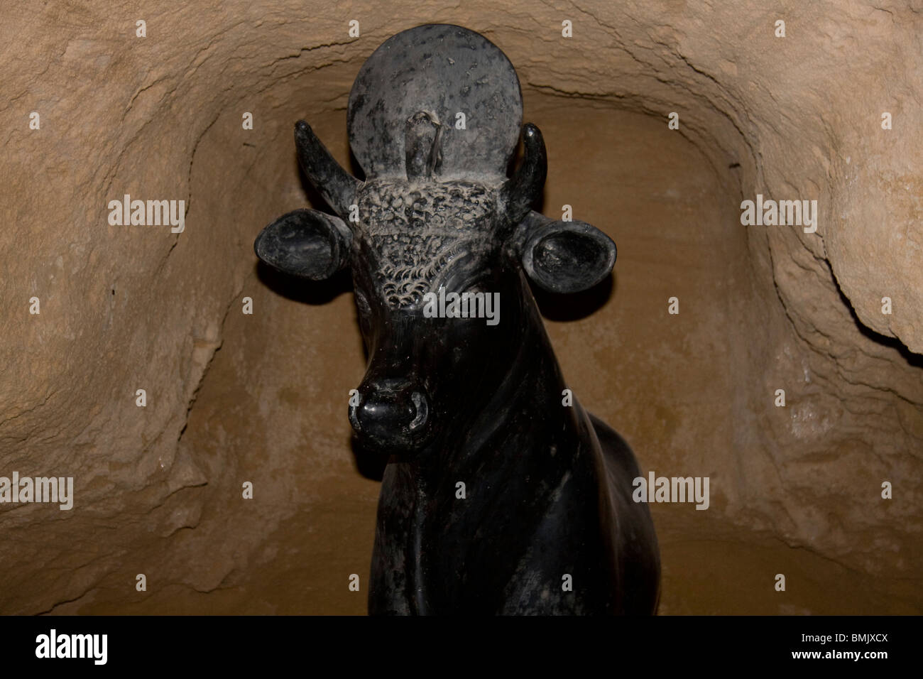 Apis bull hi-res stock photography and images - Alamy