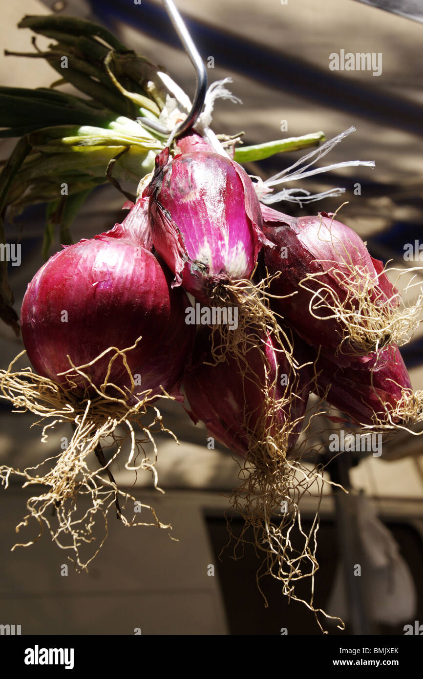 Hanging onions hi-res stock photography and images - Alamy
