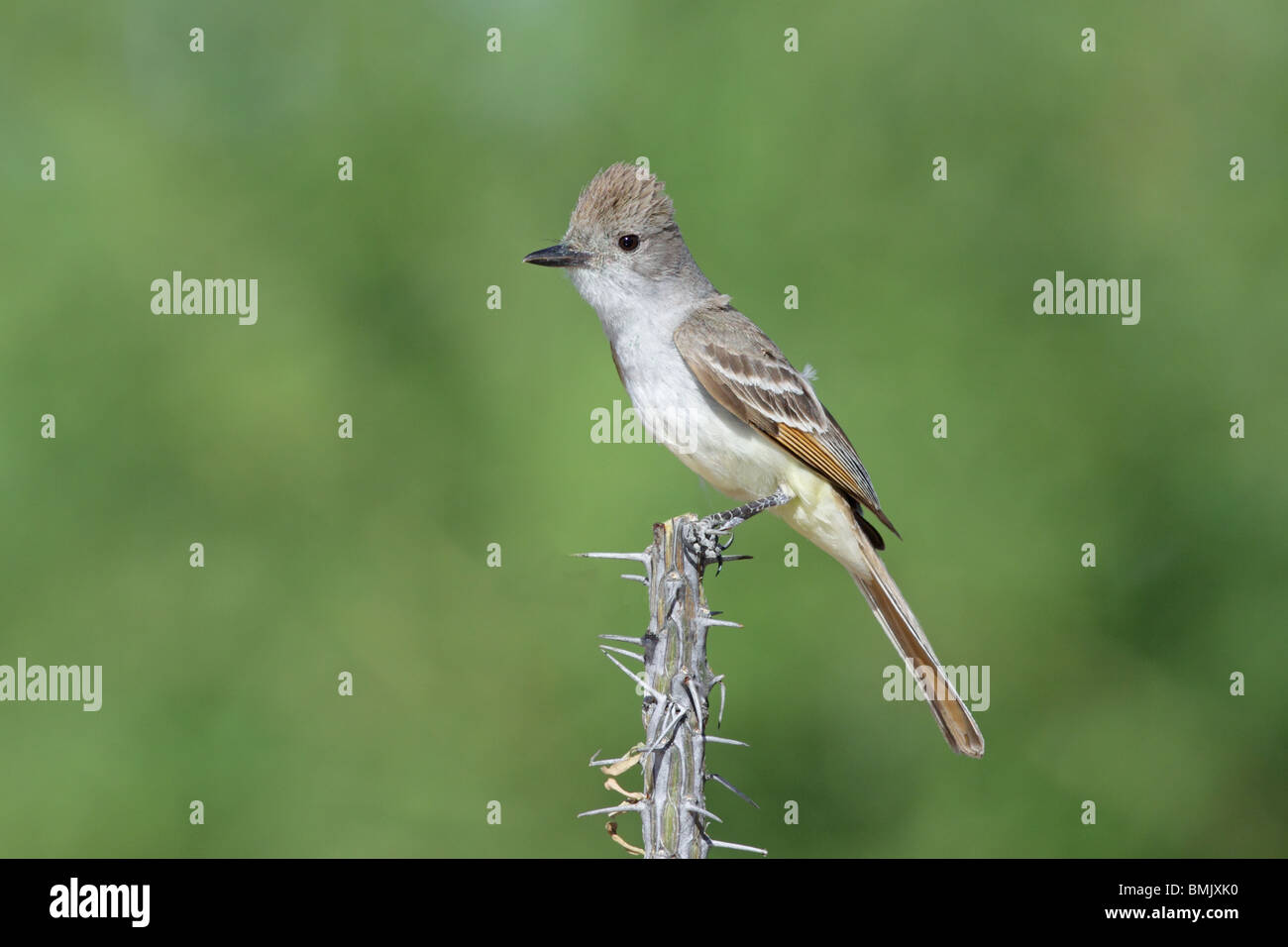 Ash throated flycatcher hi-res stock photography and images - Alamy