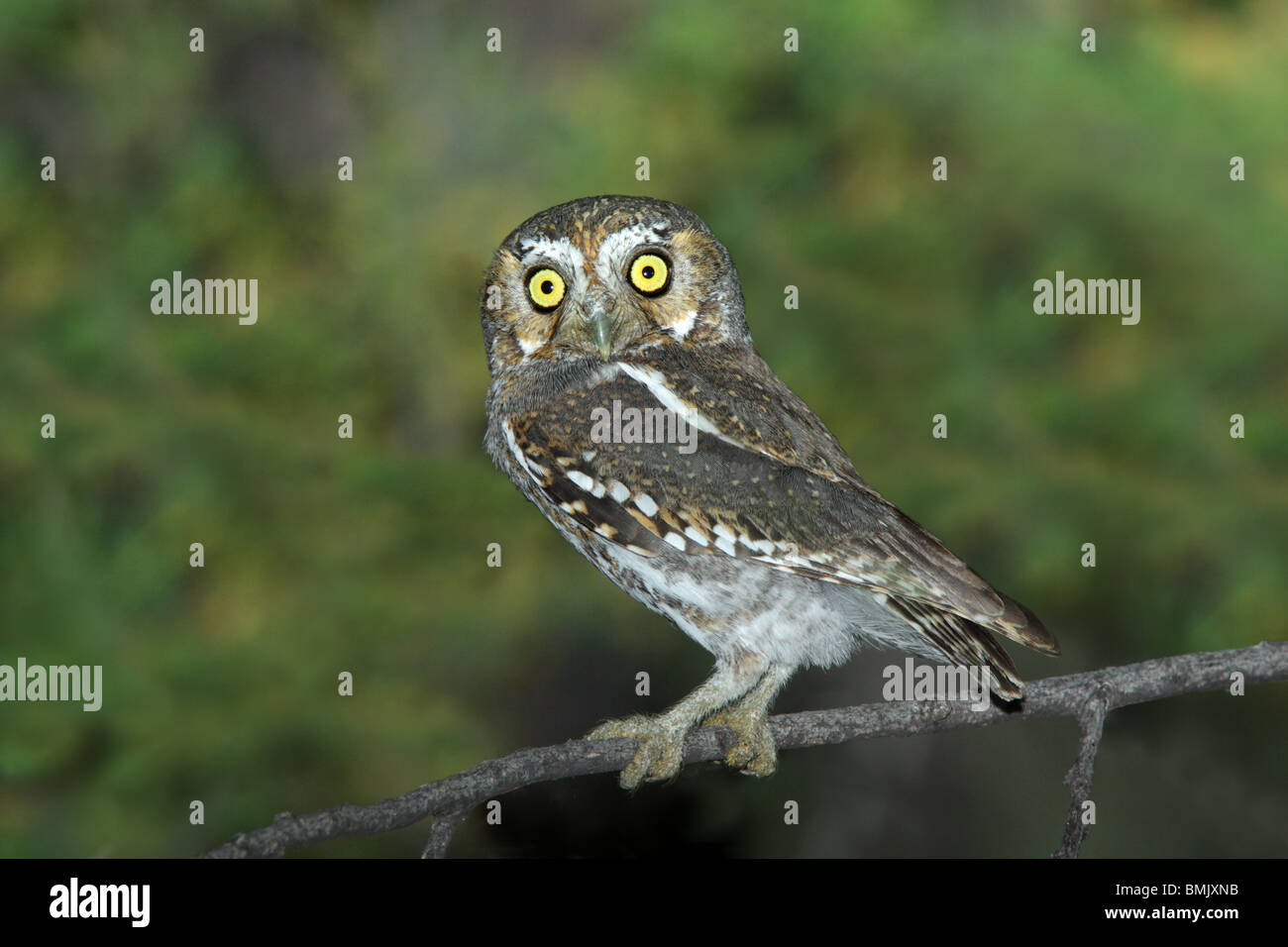 Elf Owl High Resolution Stock Photography and Images - Alamy