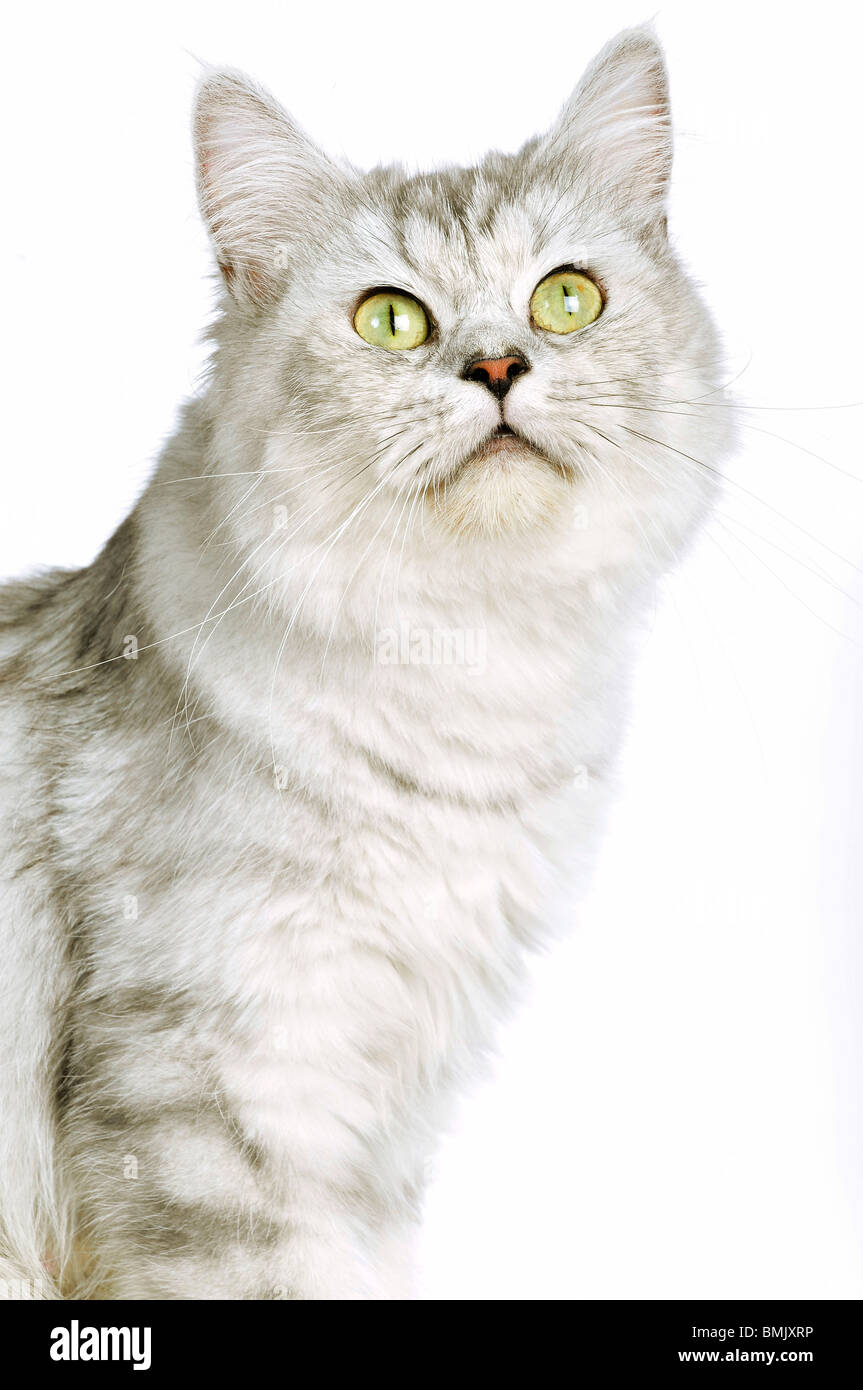 cat - portrait - cut out Stock Photo - Alamy