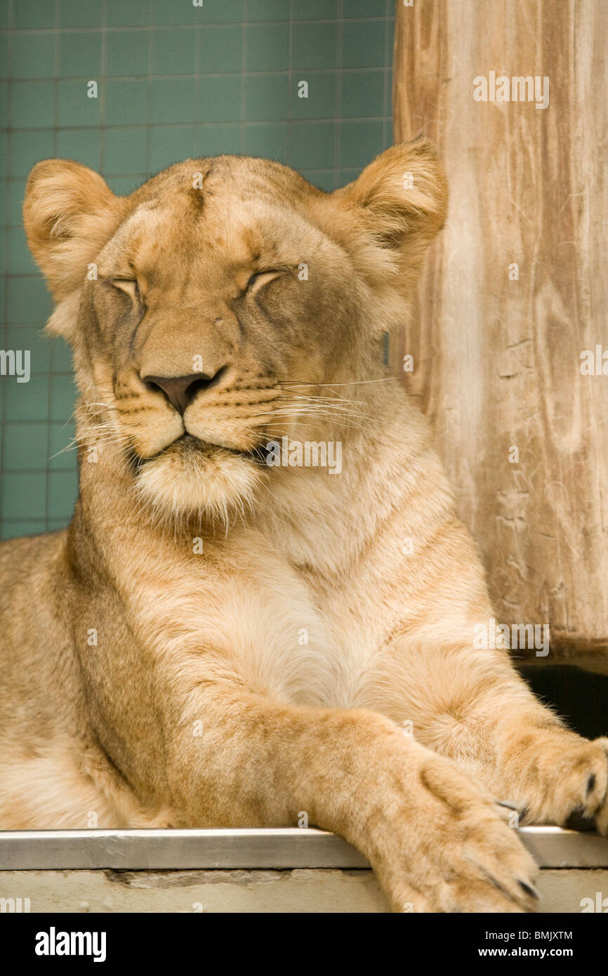 Lion in Berlin Zoo, Germany Stock Photo - Alamy