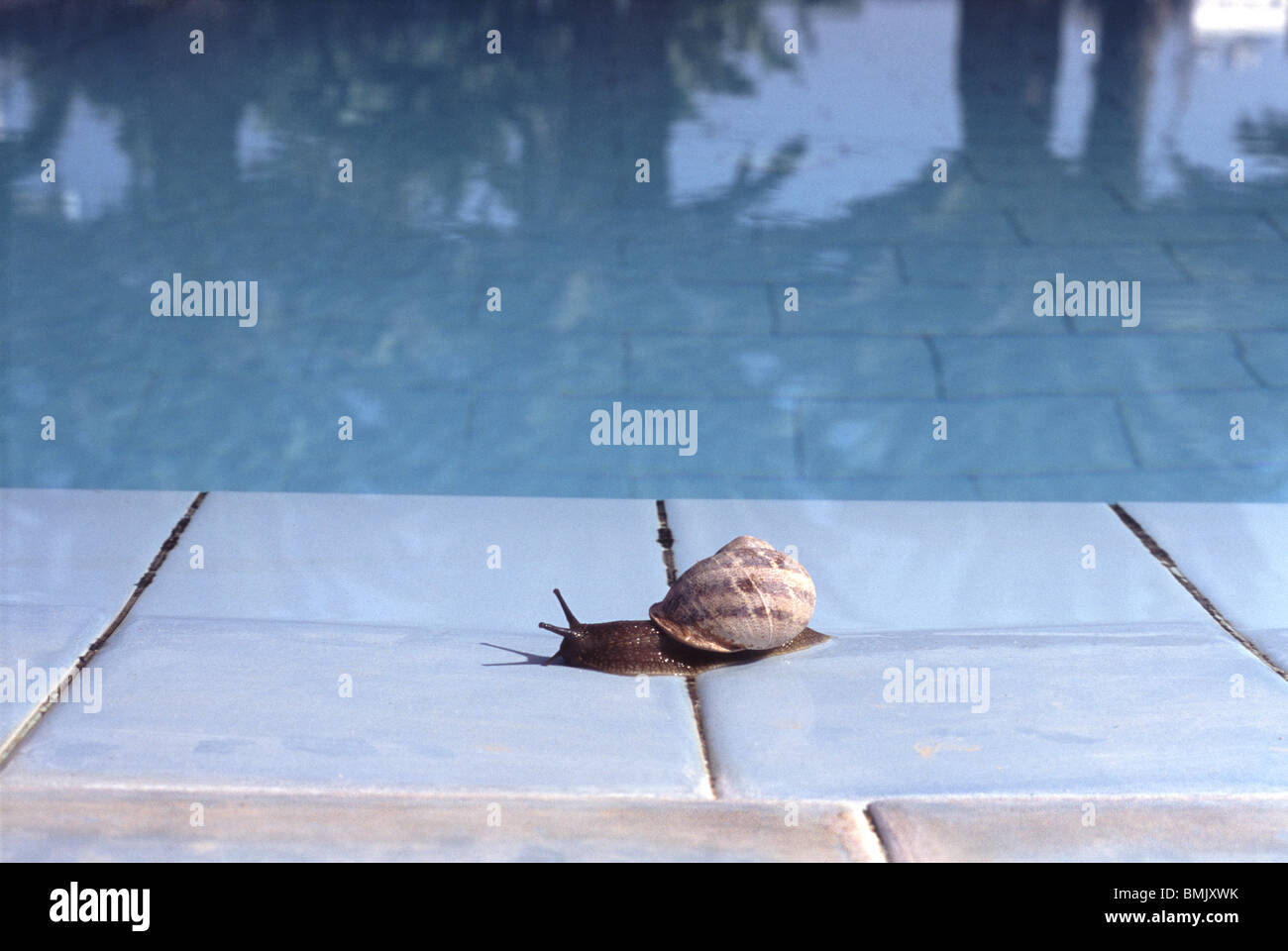 Pool shell hi-res stock photography and images - Alamy