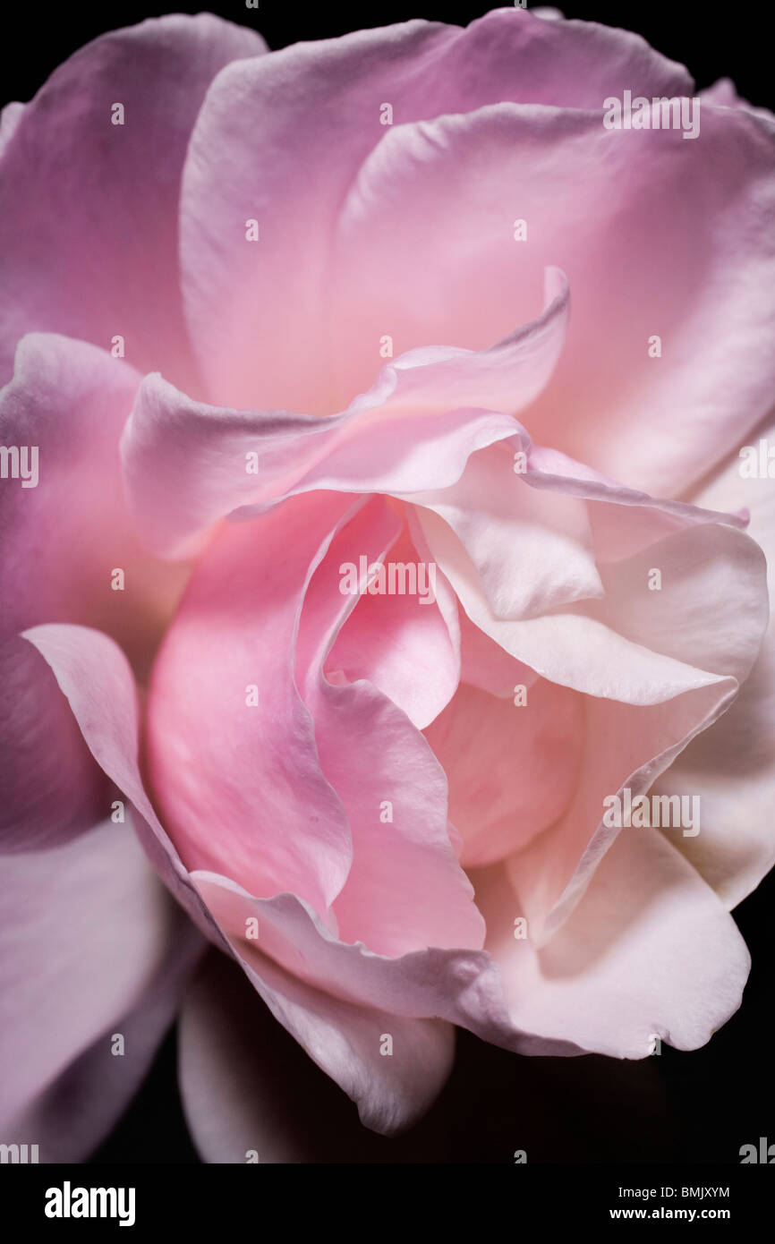 Blooming Pink Rose Stock Photo - Alamy