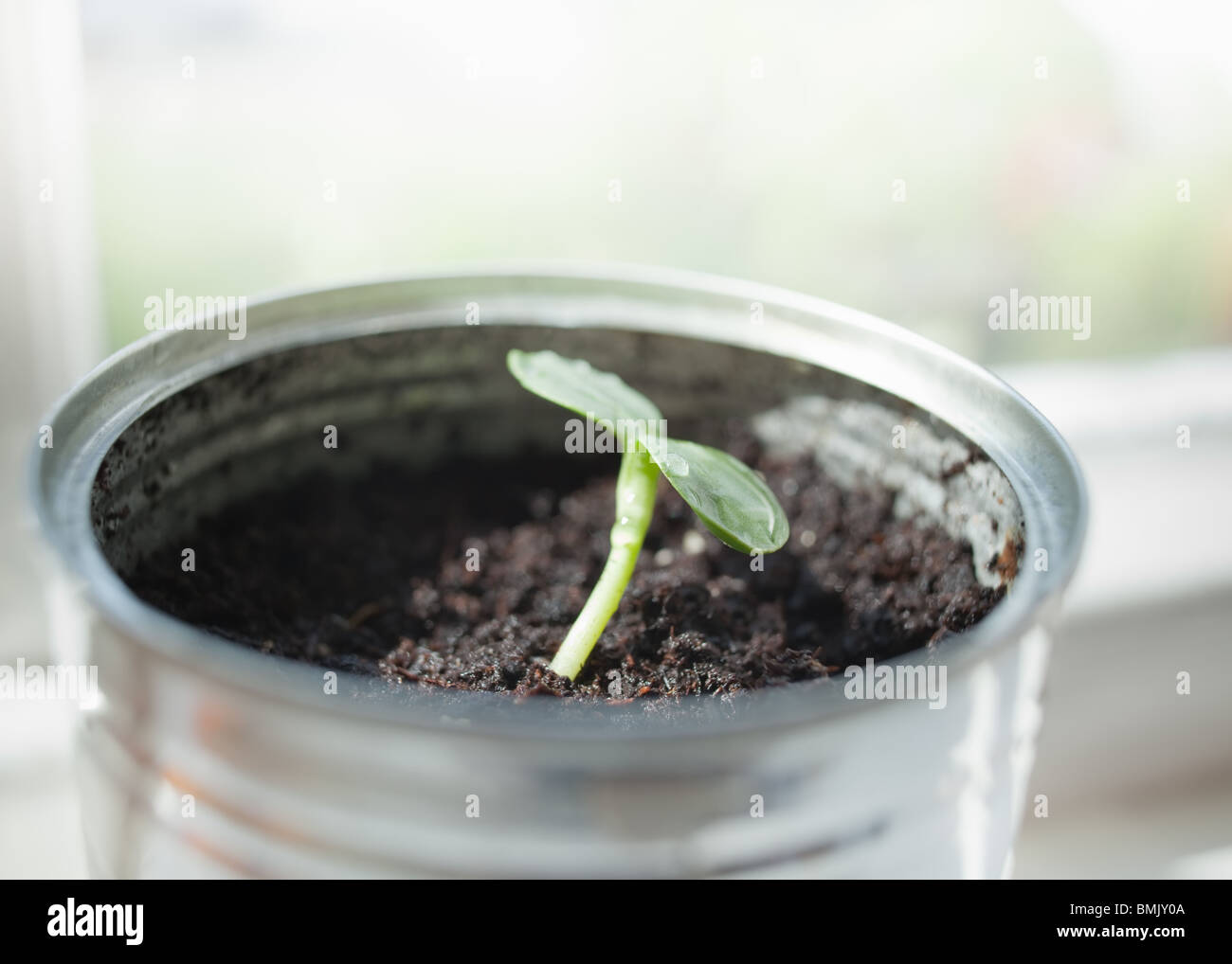 Can sprout hi-res stock photography and images - Alamy