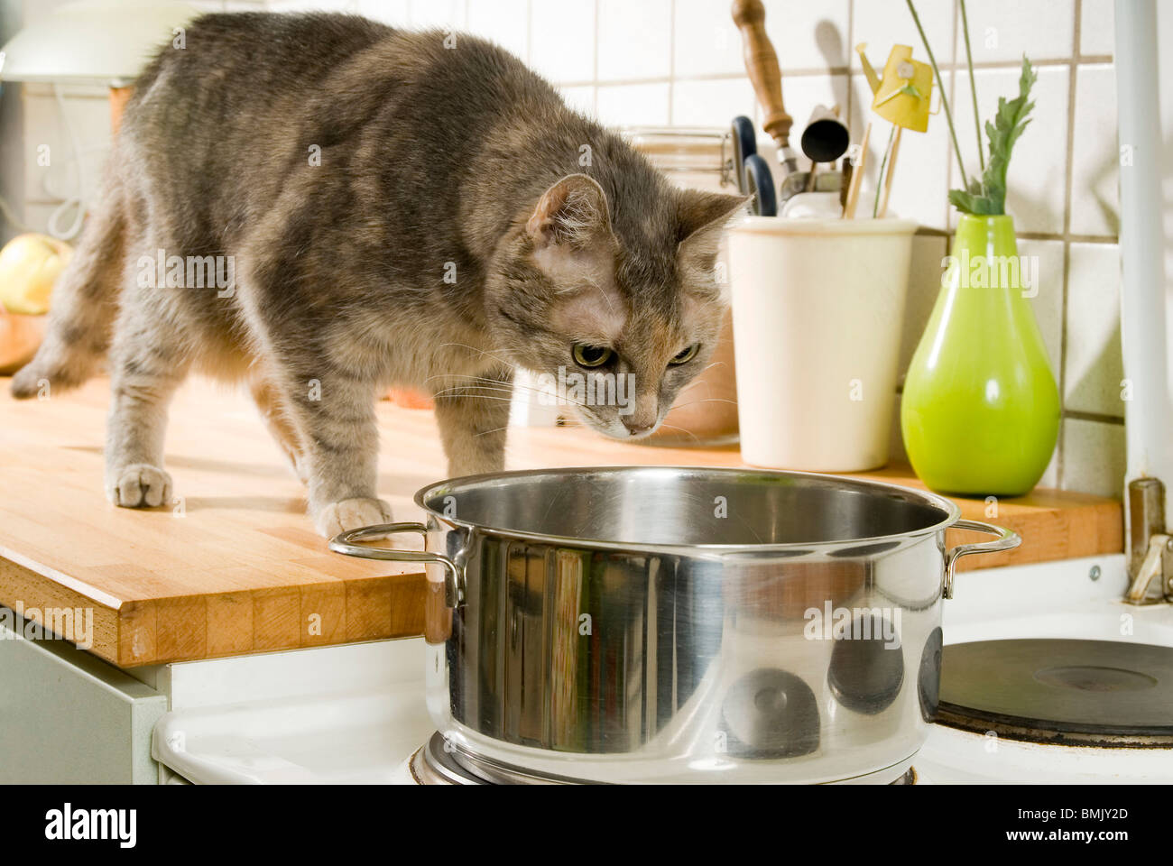 bad habit: cat standing next to a cooking pot Stock Photo - Alamy