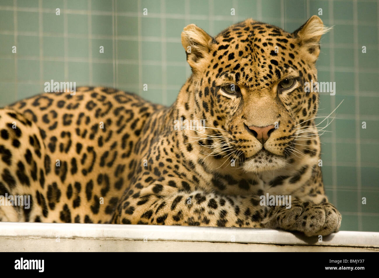 Leopard in Berlin Zoo, Germany Stock Photo - Alamy