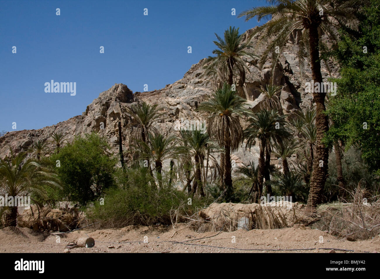 Palm trees in the oasis in Wadi Feiran, South Sinai, Egypt Stock Photo ...