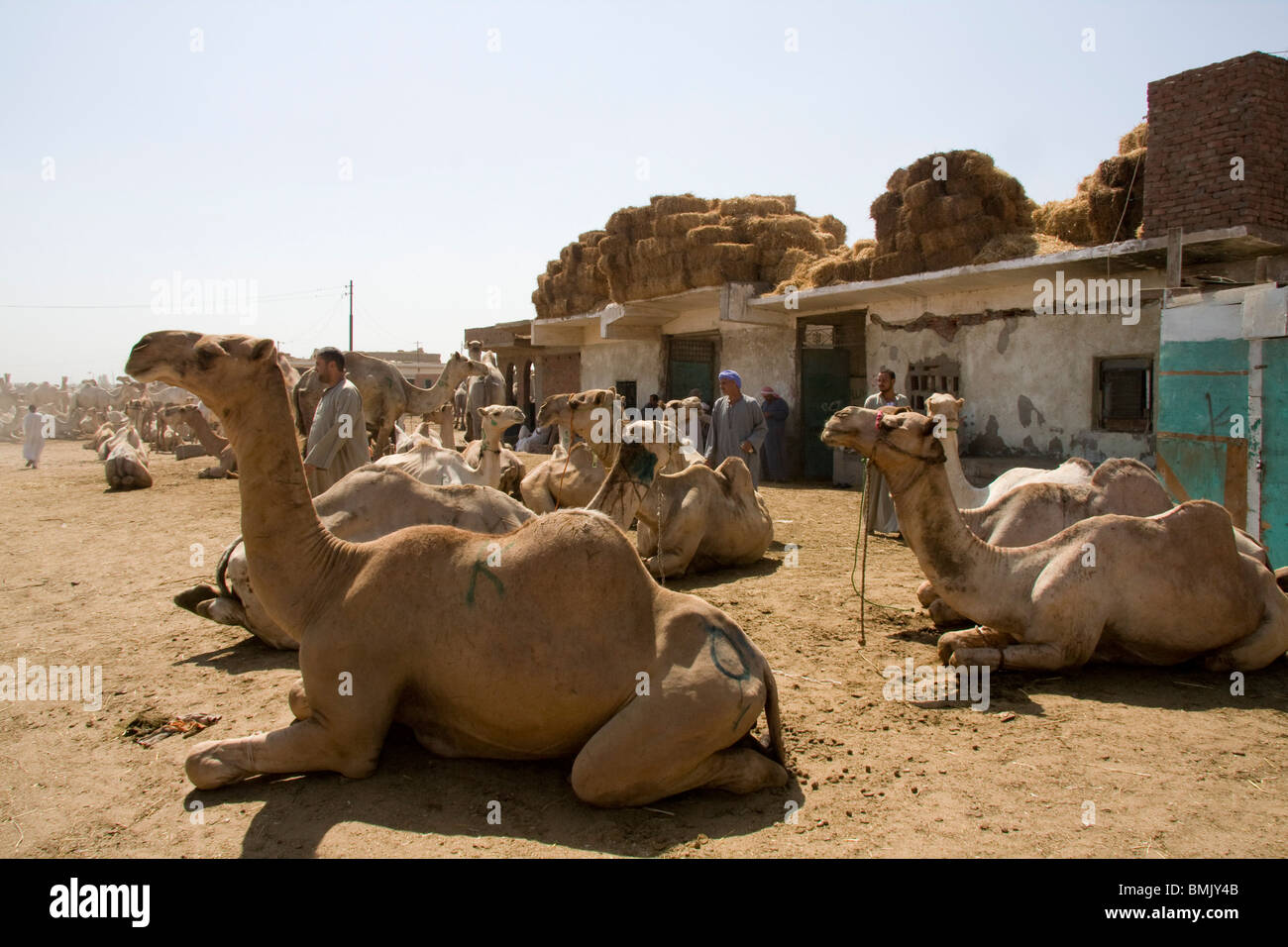Egypt fauna hi-res stock photography and images - Alamy