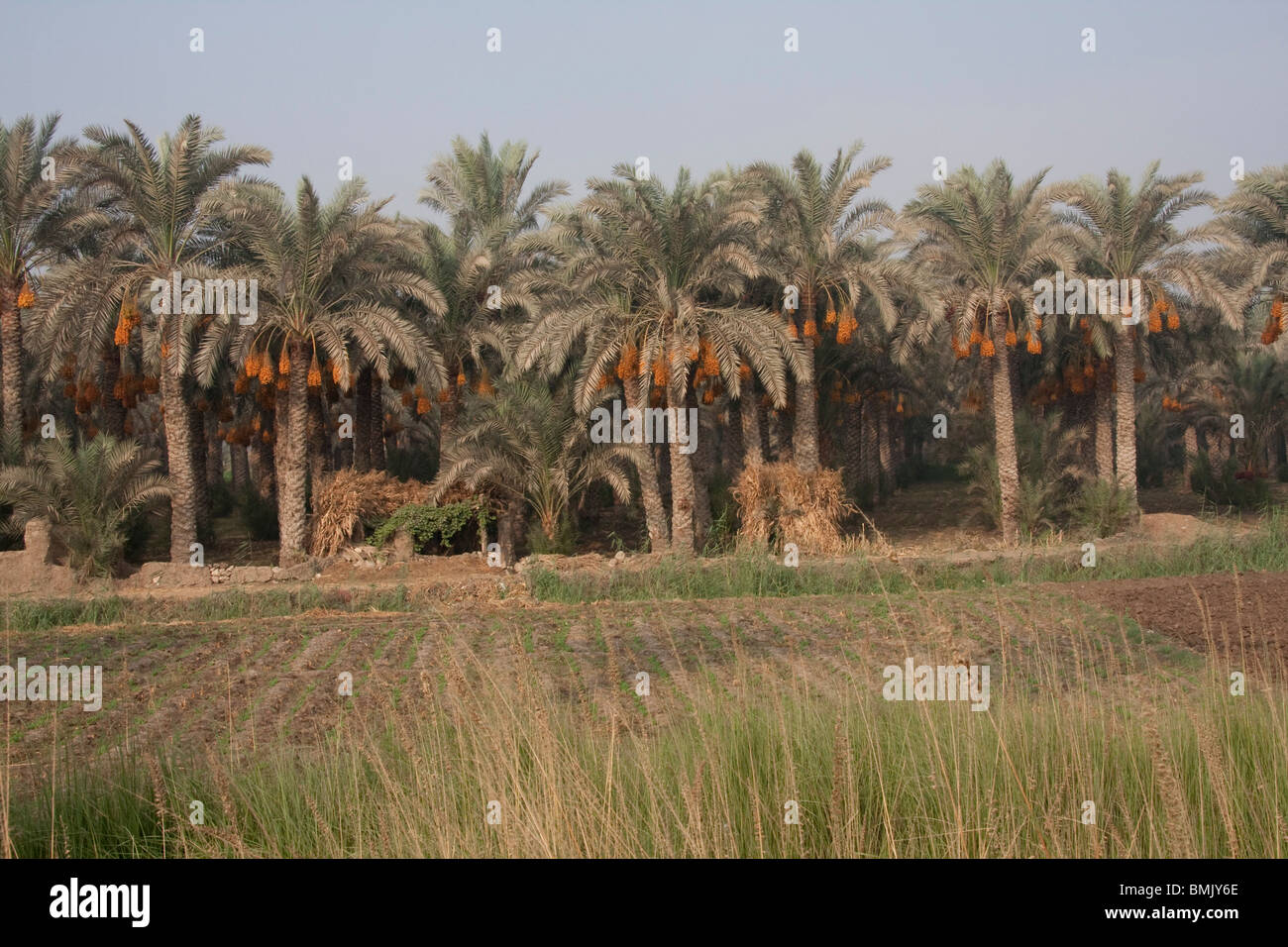African orchard hi-res stock photography and images - Alamy