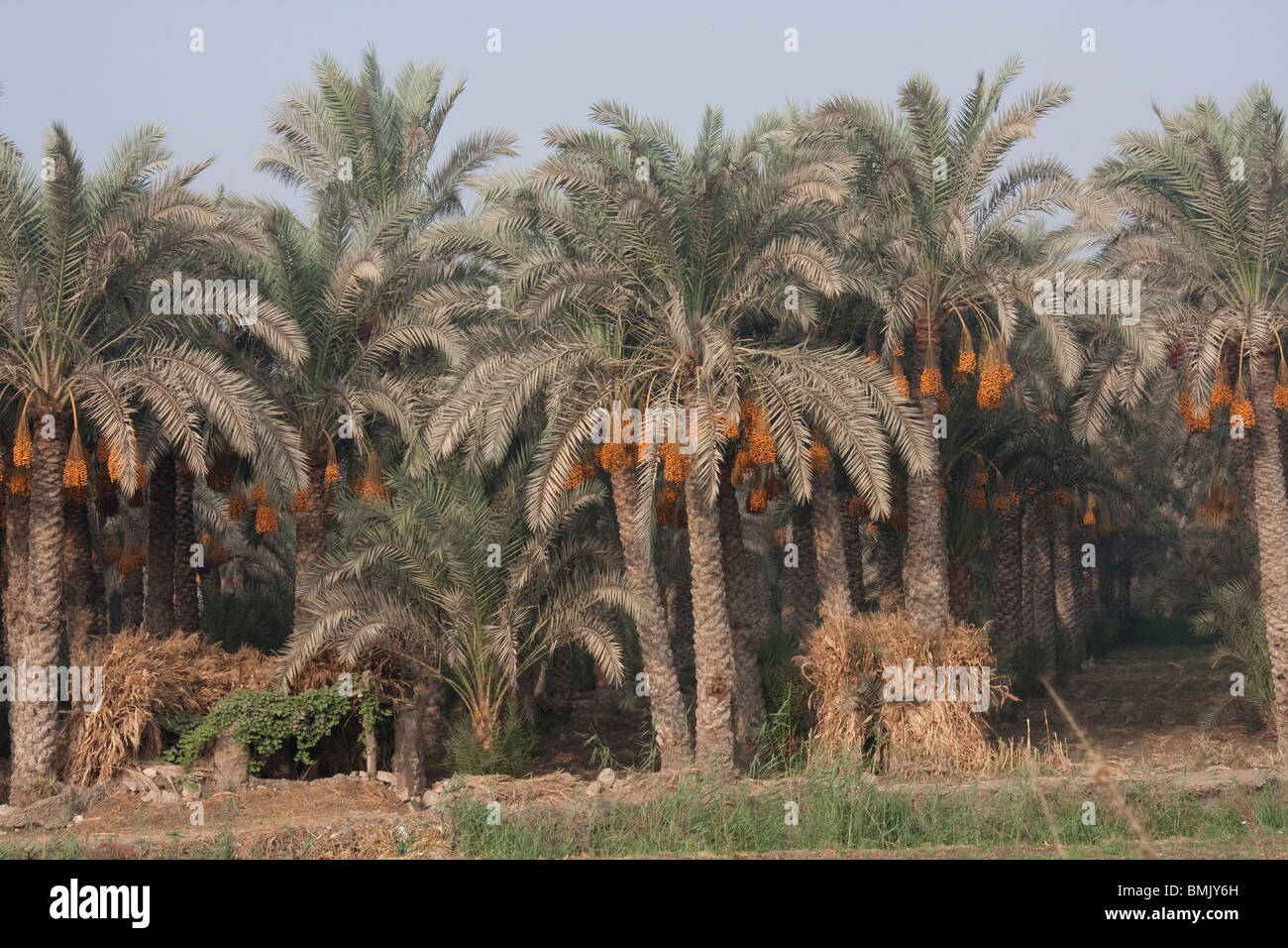 African orchard hi-res stock photography and images - Alamy