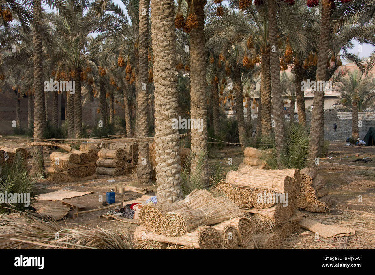 Date palm orchard, Dahshur, Al Jizah, Egypt Stock Photo - Alamy
