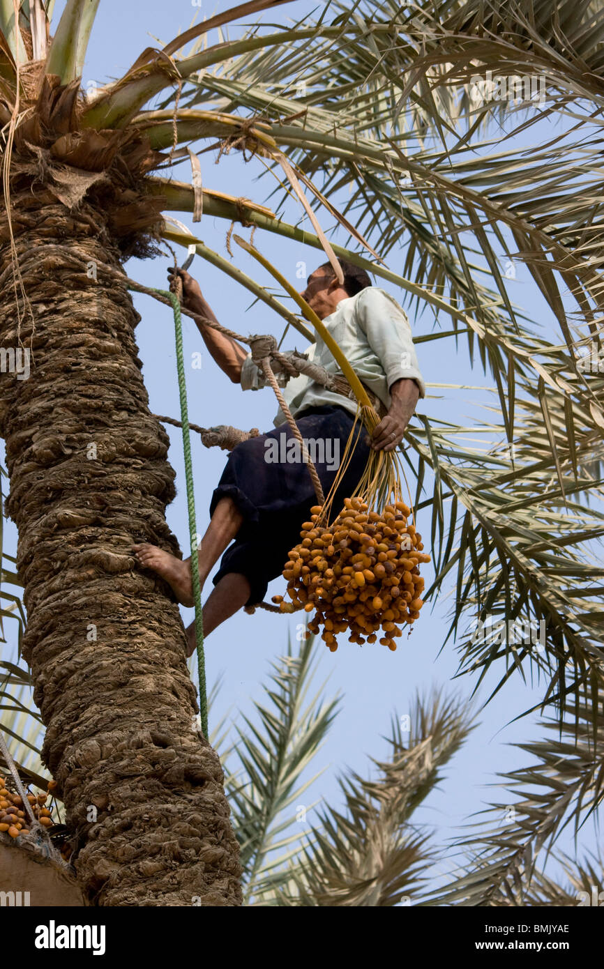Man collecting dates from a palm tree in a date palm orchard, Memphis ...