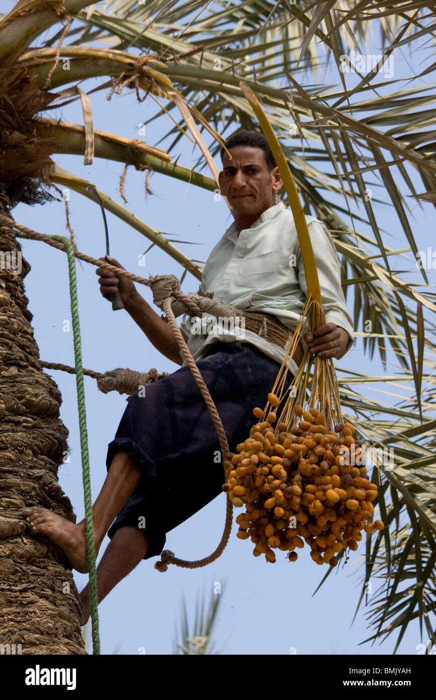 Man collecting dates from a palm tree in a date palm orchard, Memphis ...
