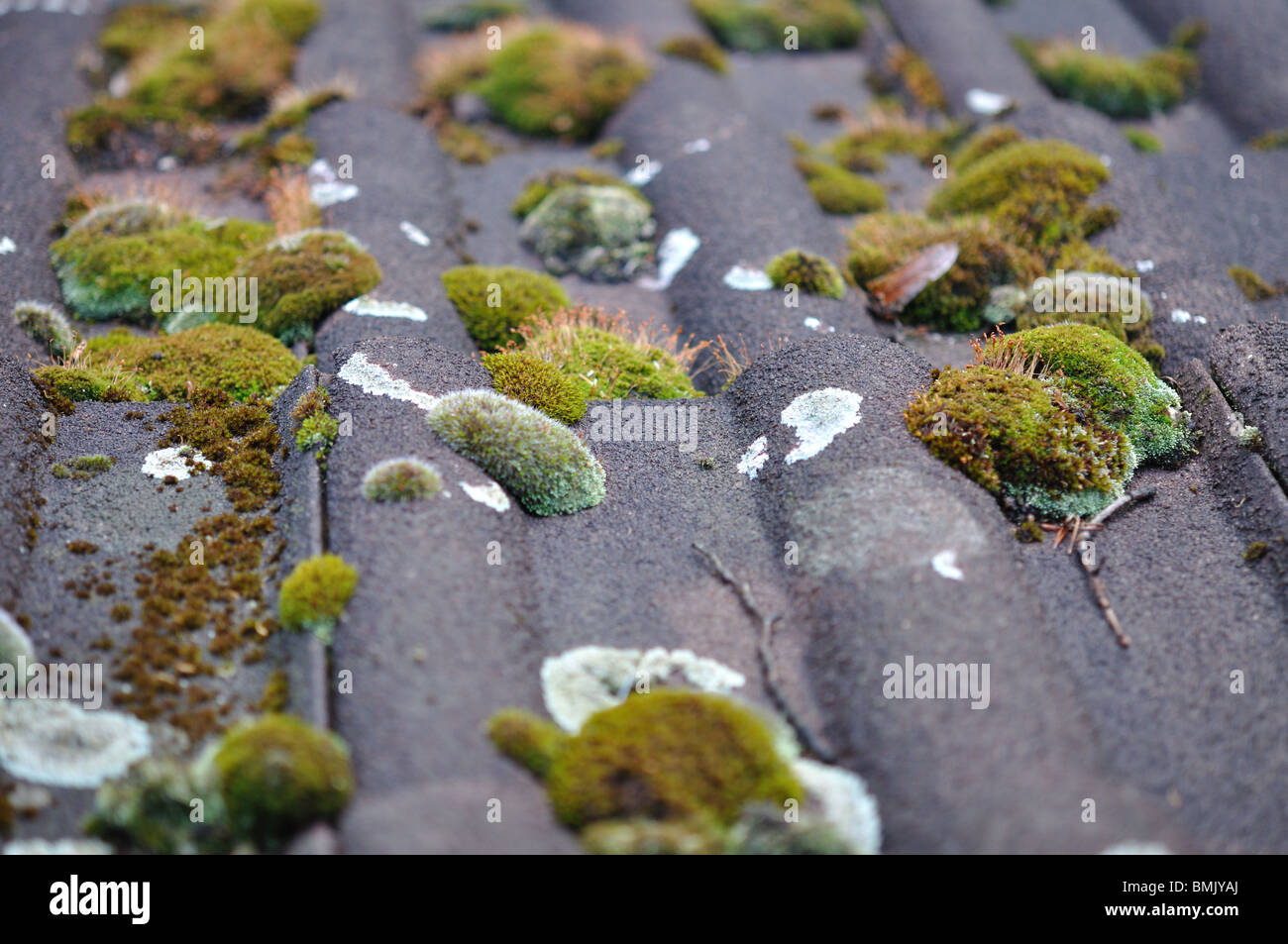Moss green roof hi-res stock photography and images - Alamy