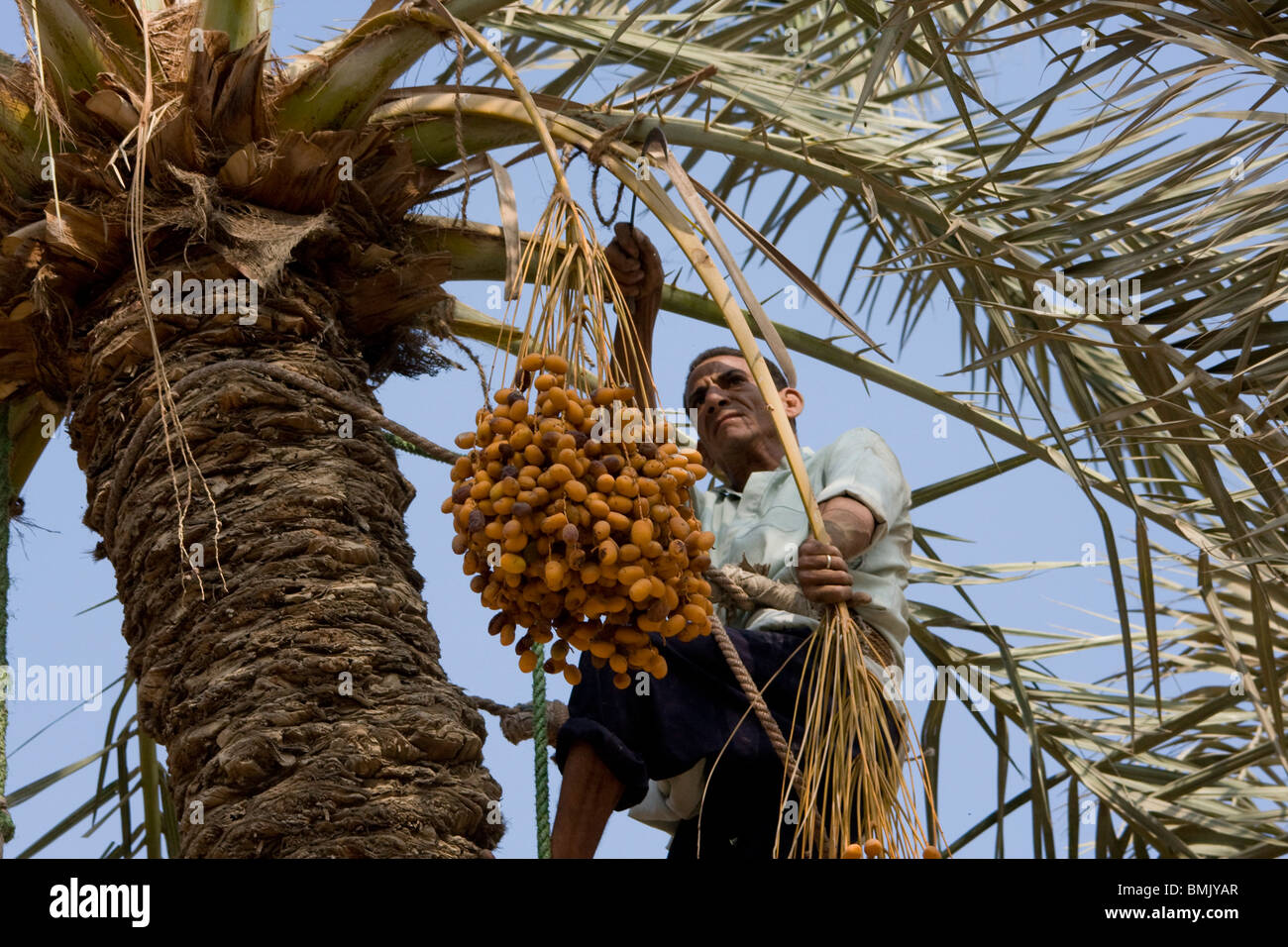 Date palm orchard tree fruit hi-res stock photography and images - Alamy