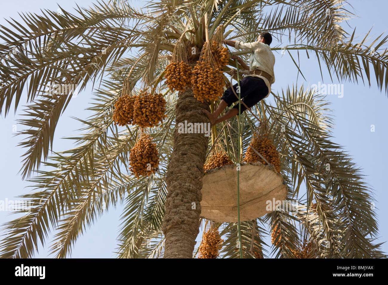 Man collecting dates from a palm tree in a date palm orchard, Memphis ...