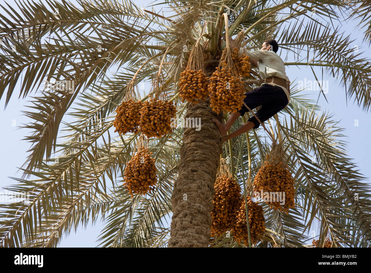 Man collecting dates from a palm tree in a date palm orchard, Memphis ...