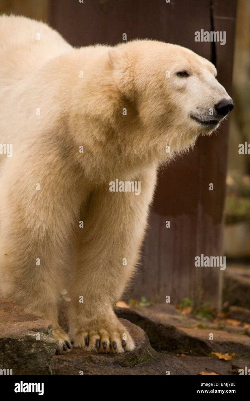 Knuts hi-res stock photography and images - Alamy