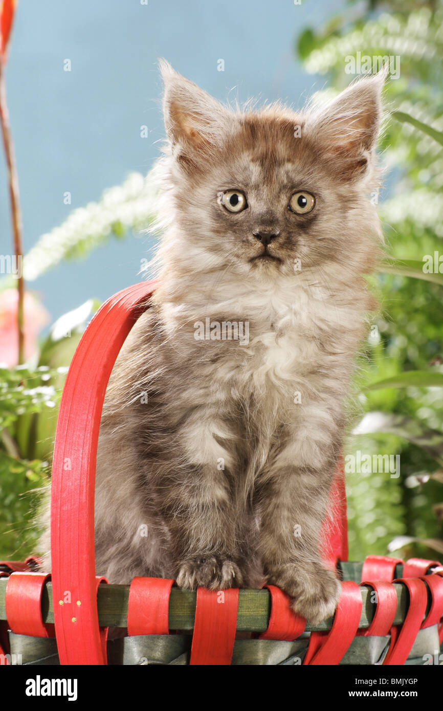 Maine Coon cat - kitten standing Stock Photo - Alamy
