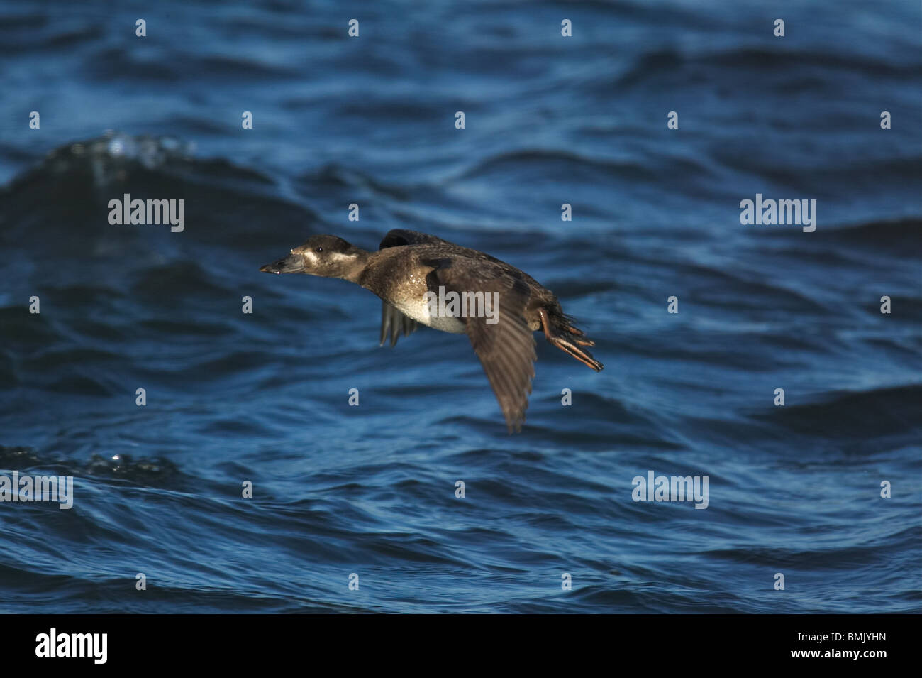 Female Surf Scoter in flight over the ocean Stock Photo - Alamy