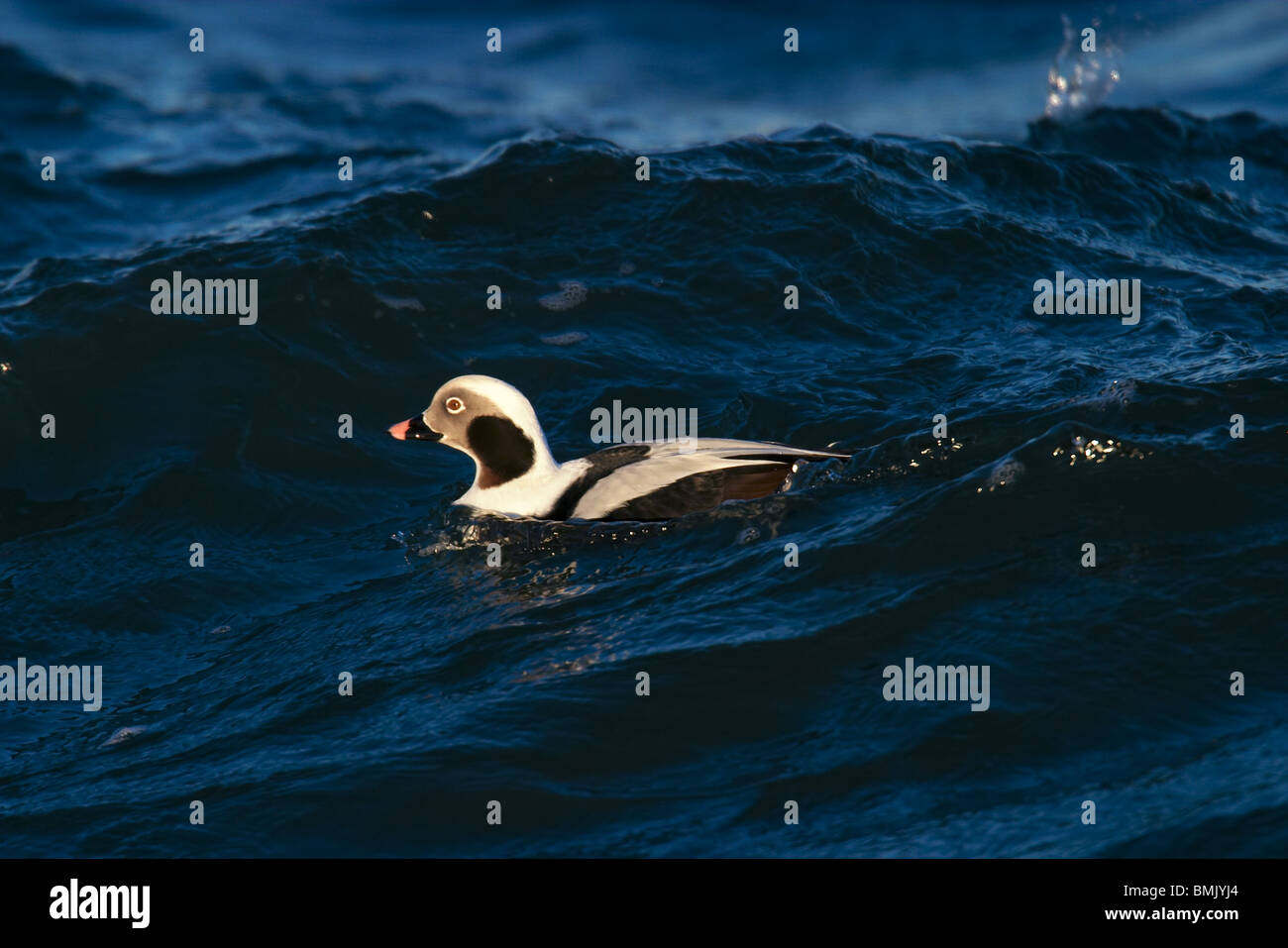 Carnivorous duck hi-res stock photography and images - Alamy