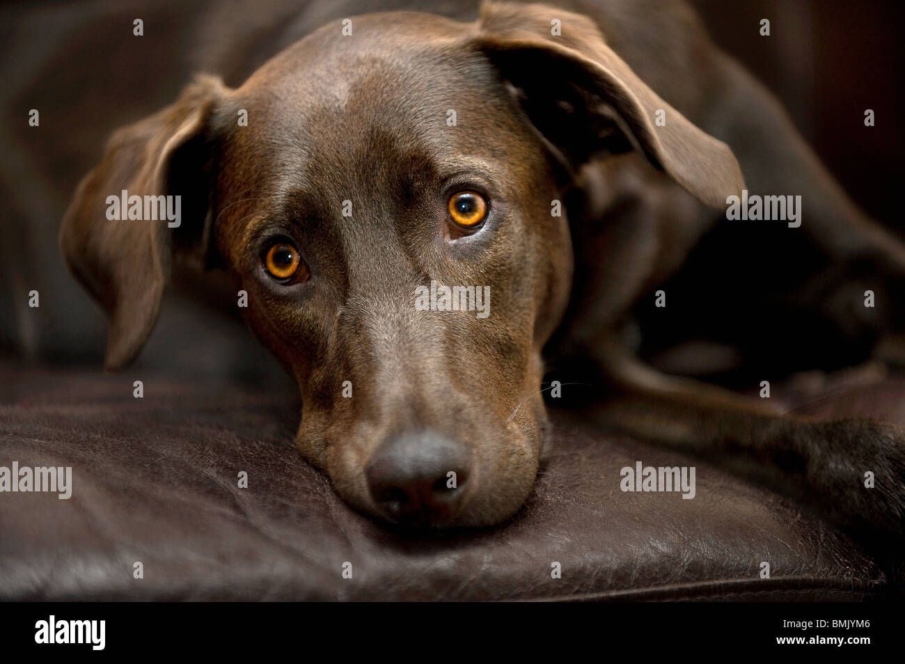 German fox hi-res stock photography and images - Alamy