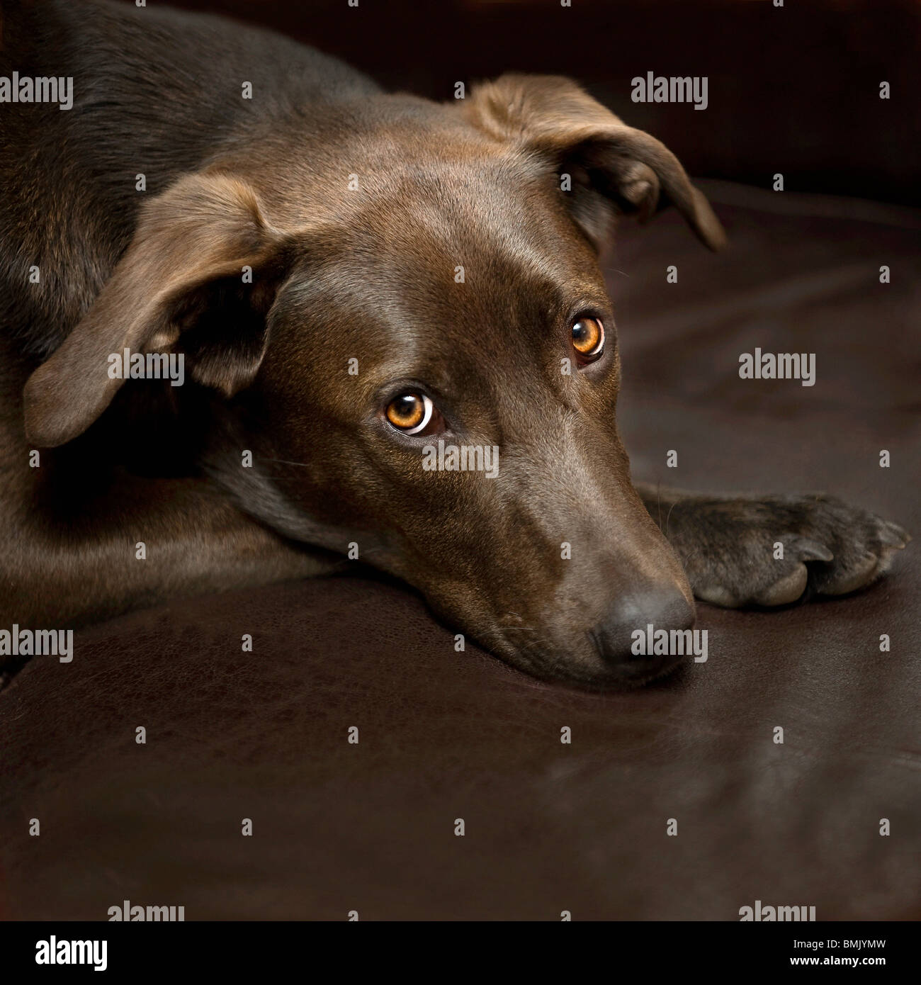 half breed dog (German Shorthaired Pointer/Harz Fox dog) - lying on ...