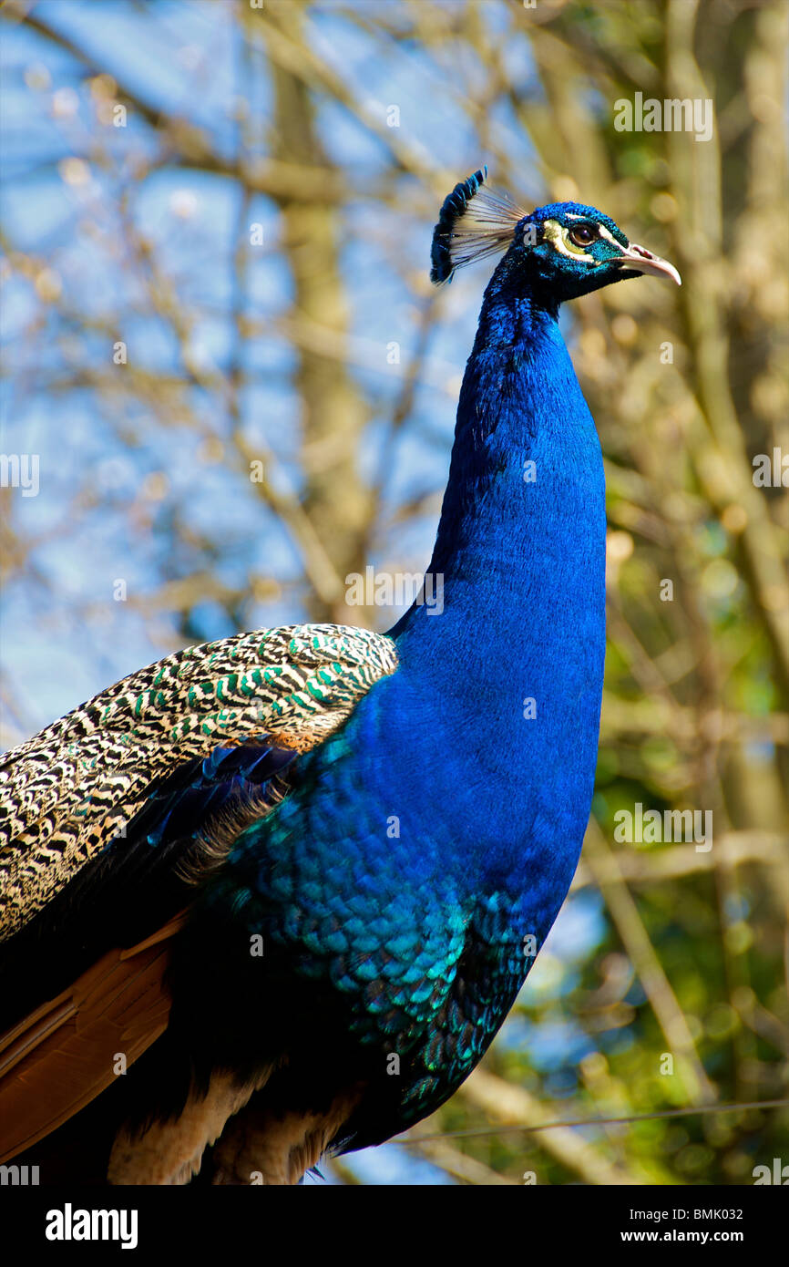 Indian blue peacock hi-res stock photography and images - Alamy