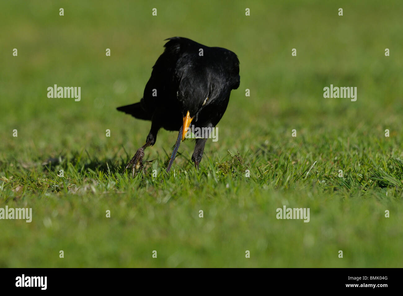 Merula garden bird earthworm hi-res stock photography and images - Alamy