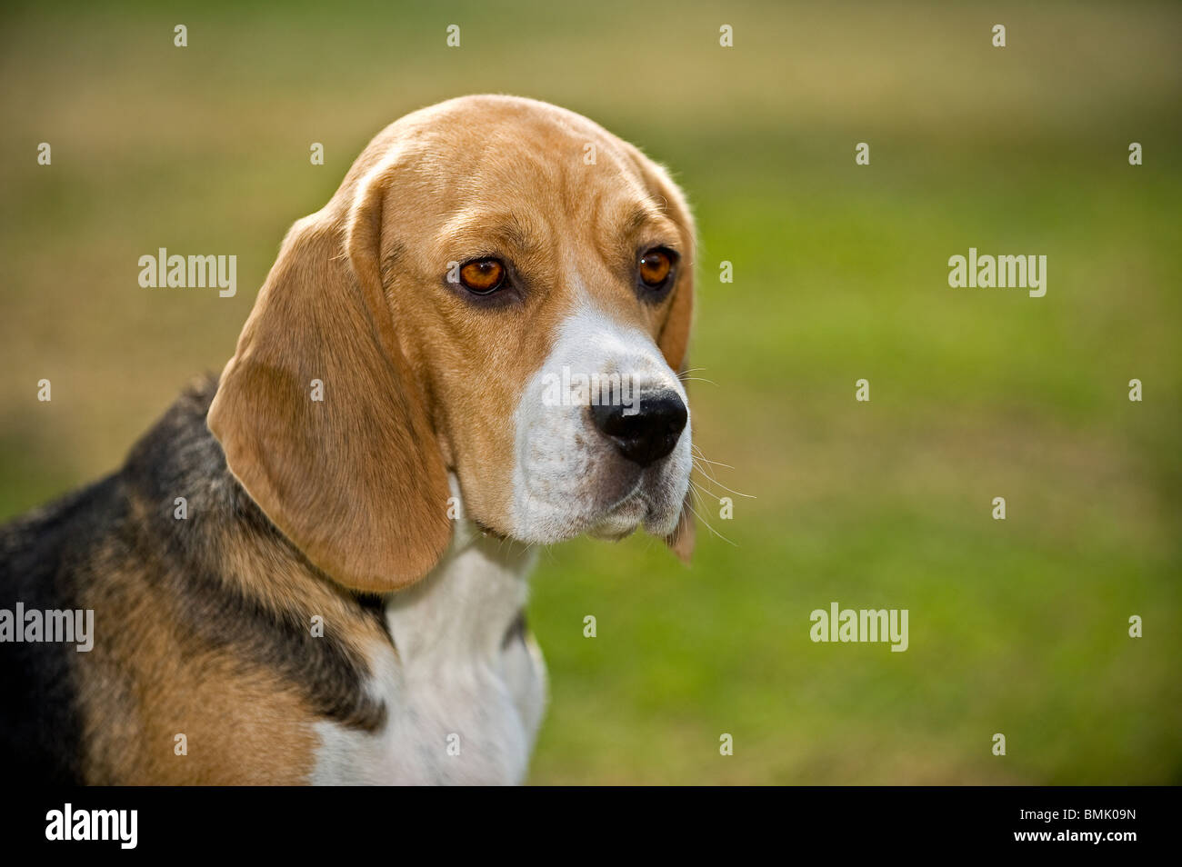 Adult Female Beagles