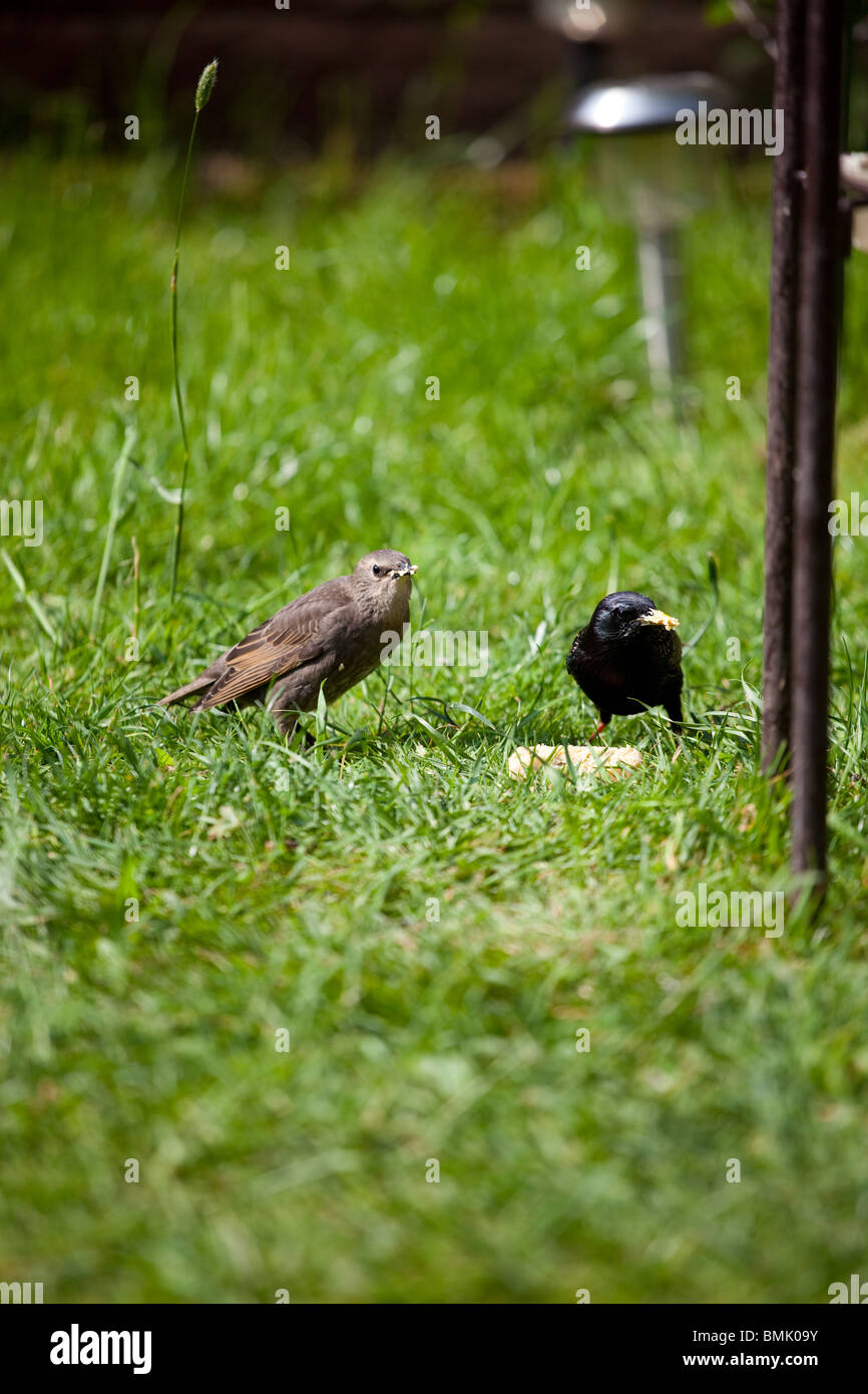 Young starling fledgling hi-res stock photography and images - Alamy