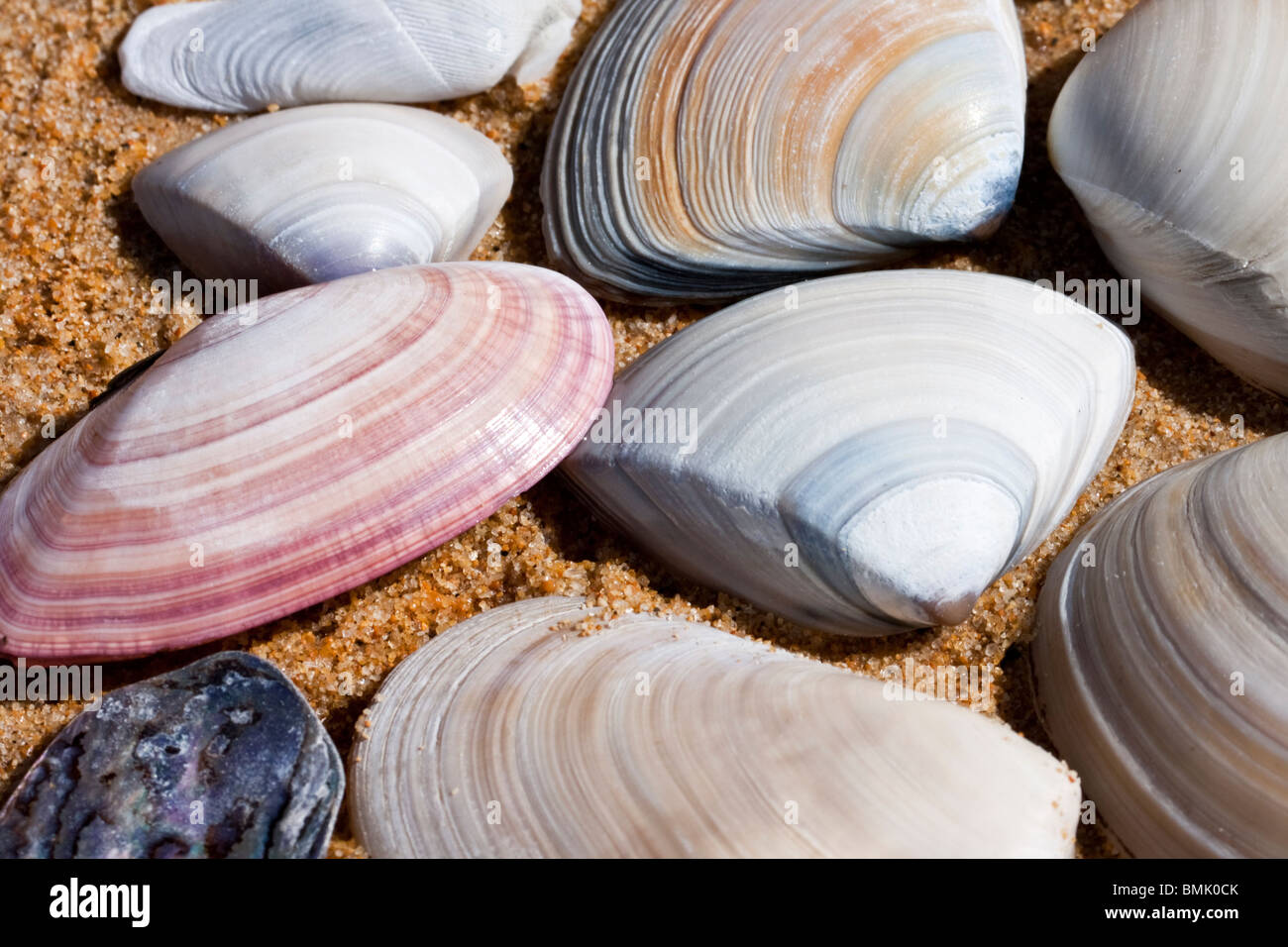 Sea shells on a sandy beach,Kaiteriteri, South Island, New Zealand ...